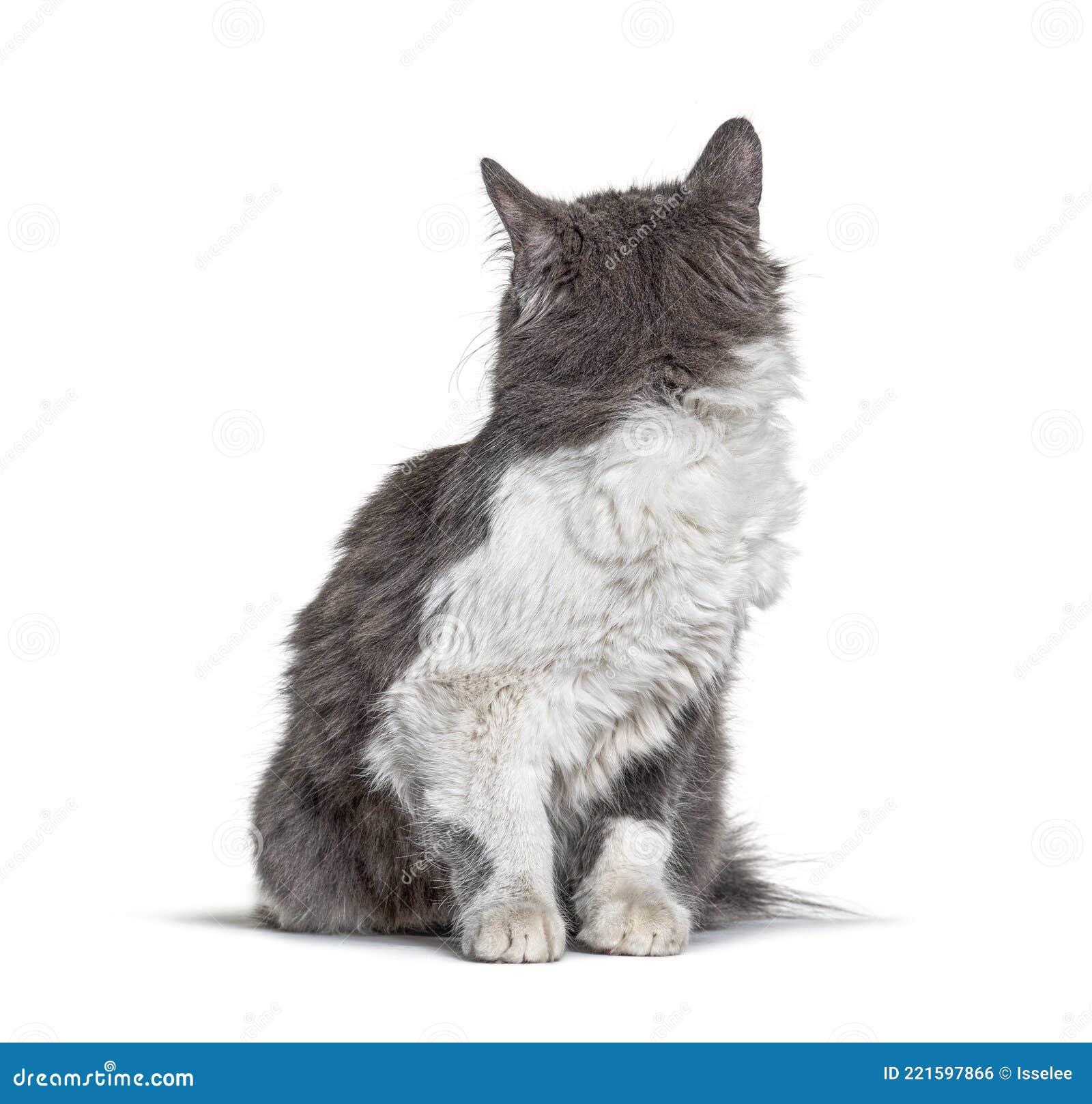 Kitten Crossbreed Cat Sitting and Looking Back Stock Photo - Image of ...