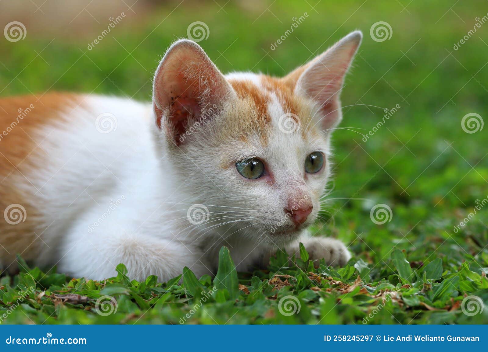 A Kitten Crouching in the Grass Stock Image - Image of park, outdoor ...