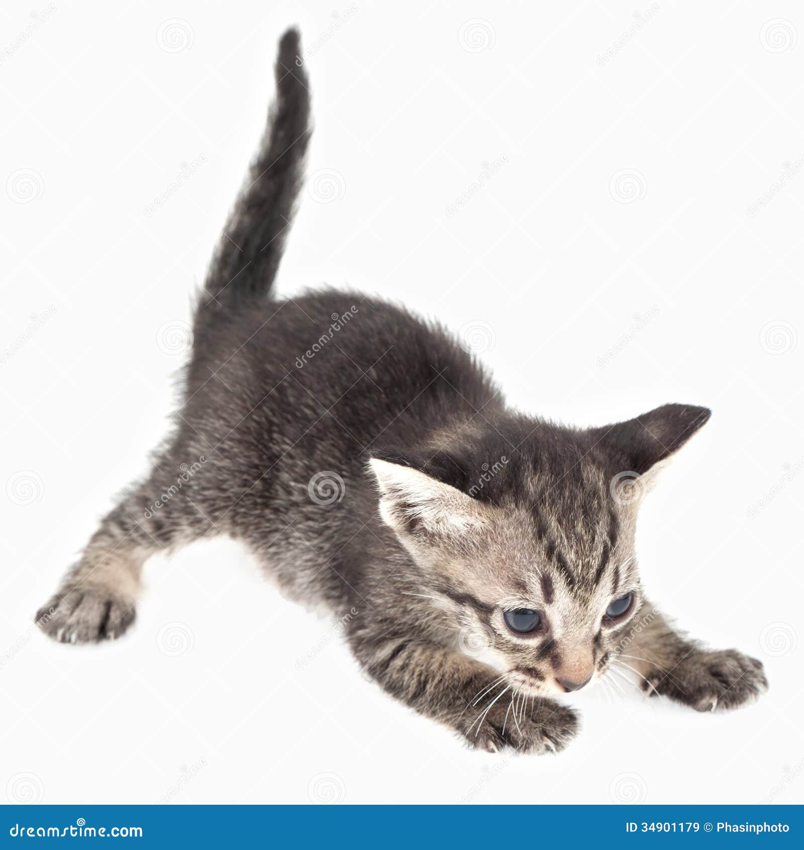 Kitten crouching stock image. Image of crouch, kitty - 34901179