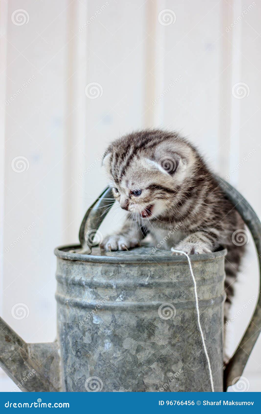 Kitten Crying Meow on Metal Water Can Stock Photo - Image of crying ...