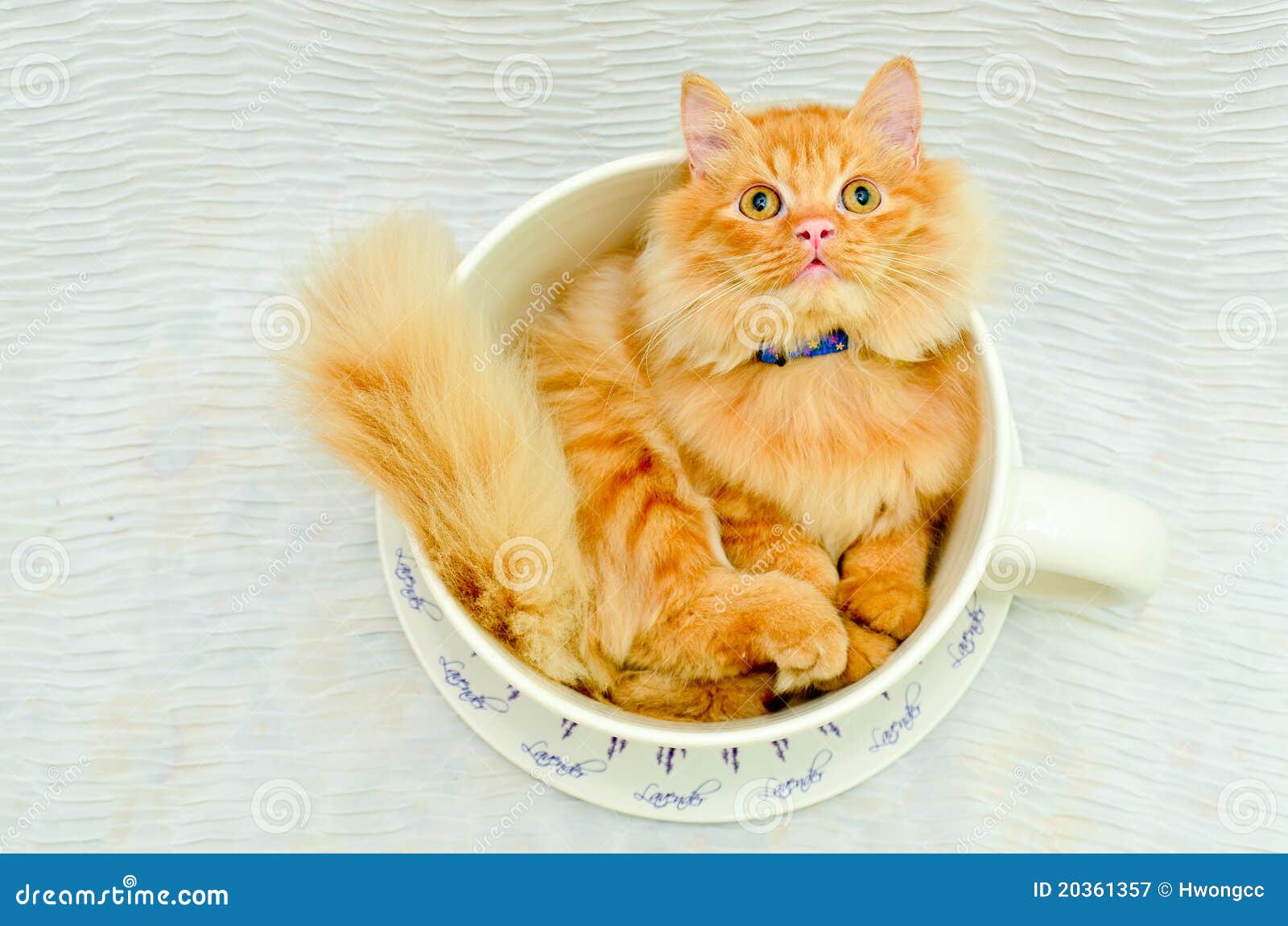 Kitten in cup stock image. Image of drink, nose, sitting - 20361357