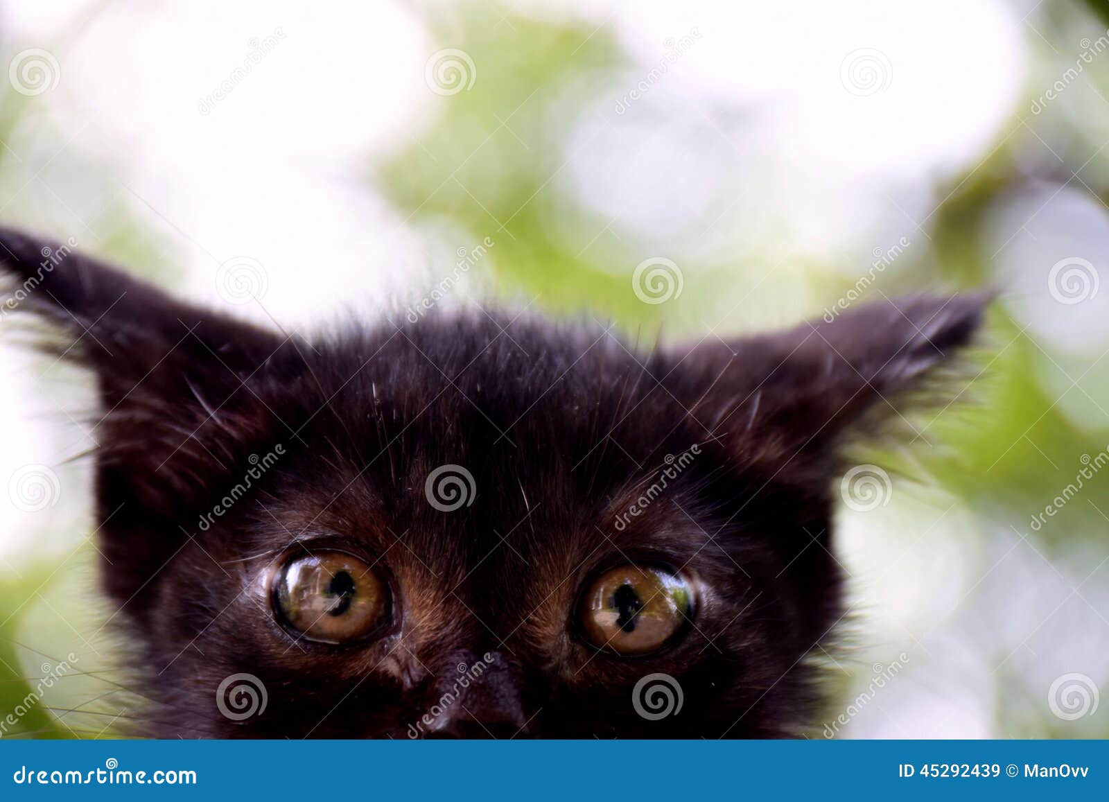 879 Cute Bombay Kitten Stock Photos - Free & Royalty-Free Stock Photos ...