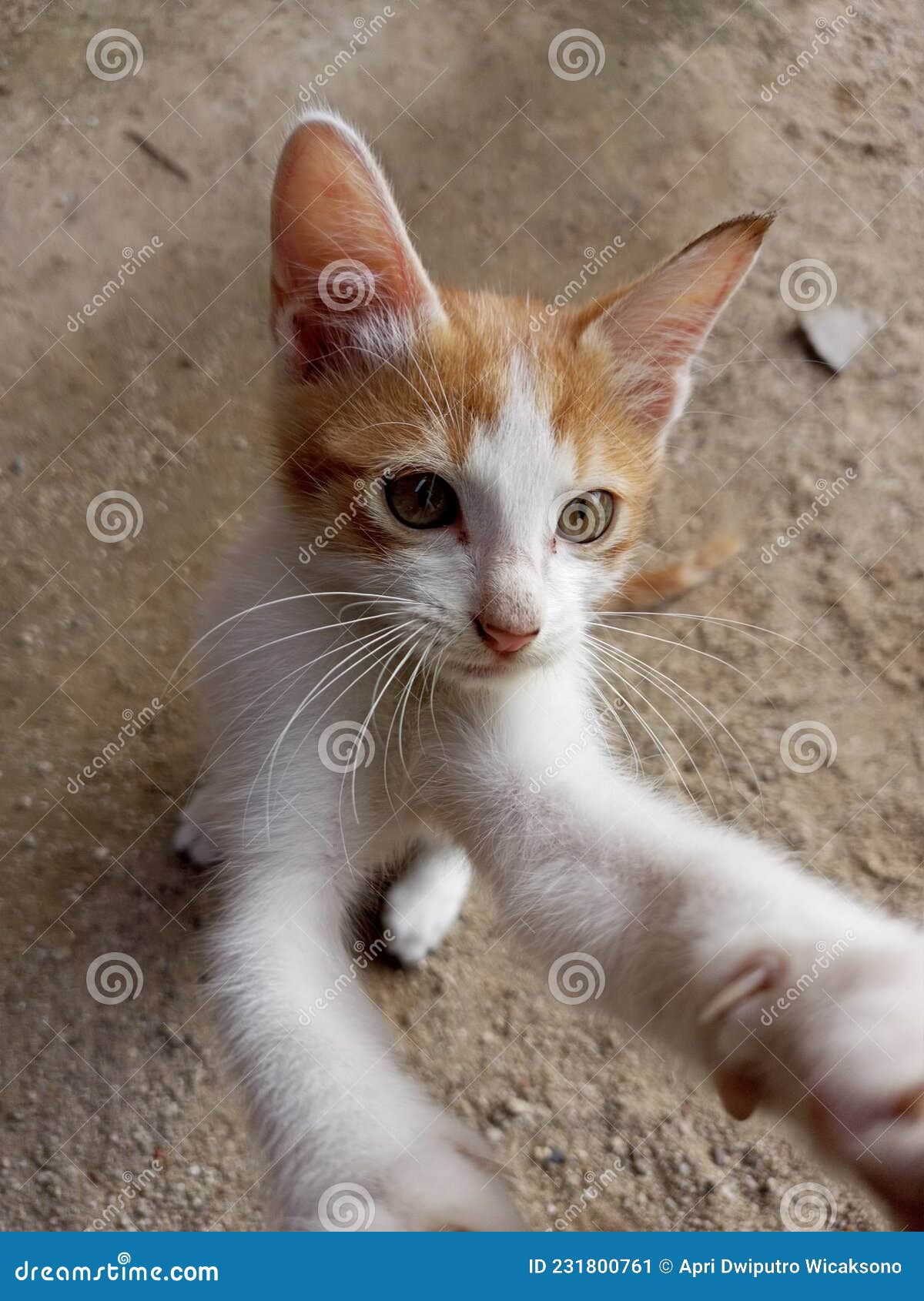 Kitten cute has angry stock image. Image of young, cute - 231800761