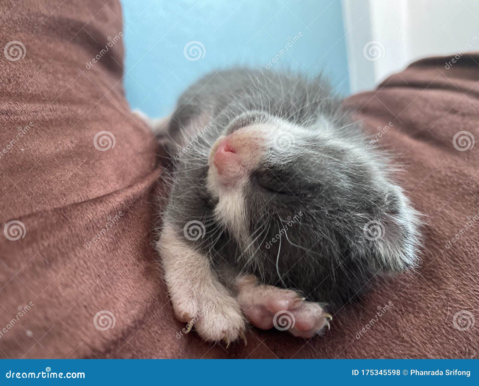 Kitten stock photo. Image of headache, kitten, baby - 175345598