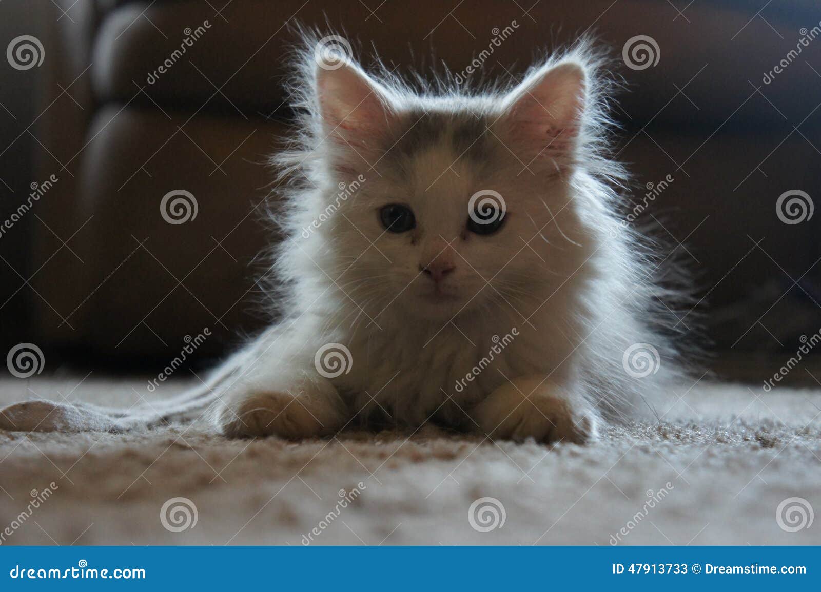 Kitten stock image. Image of white, kitten, detail, babykitten - 47913733