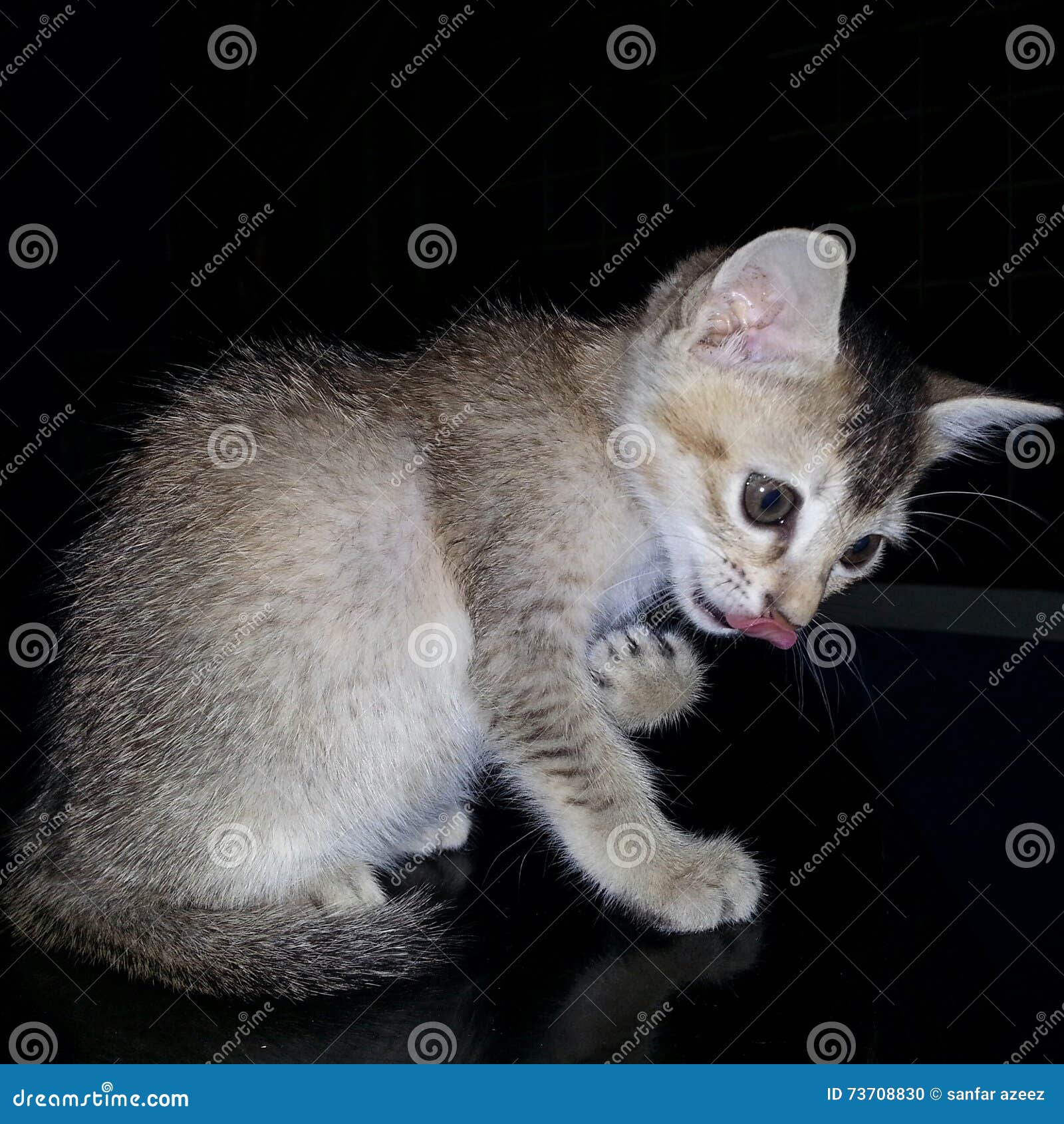 Kittt Stock Photos - Free & Royalty-Free Stock Photos from Dreamstime