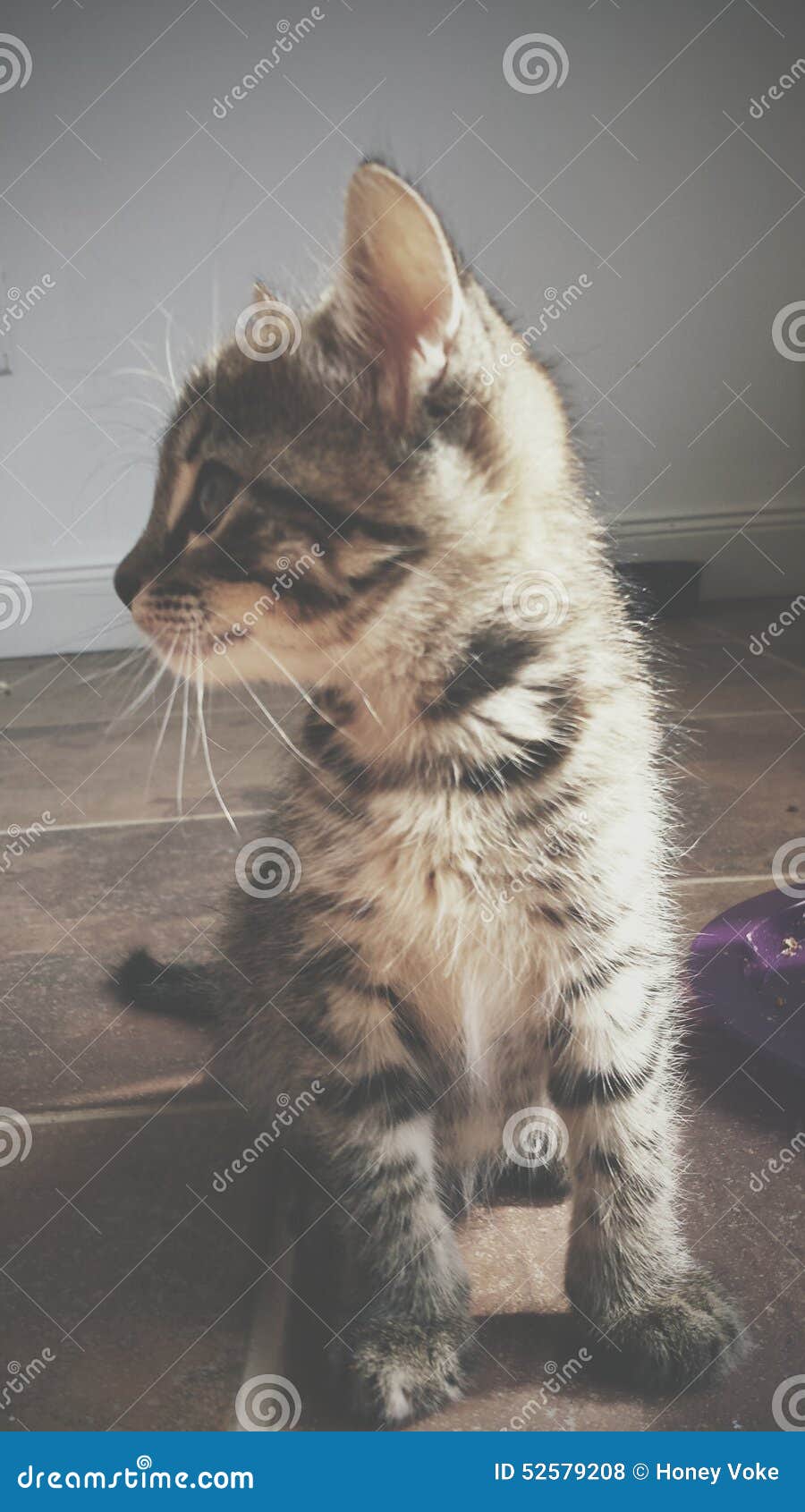 Kitten stock photo. Image of little, profile, kitten - 52579208