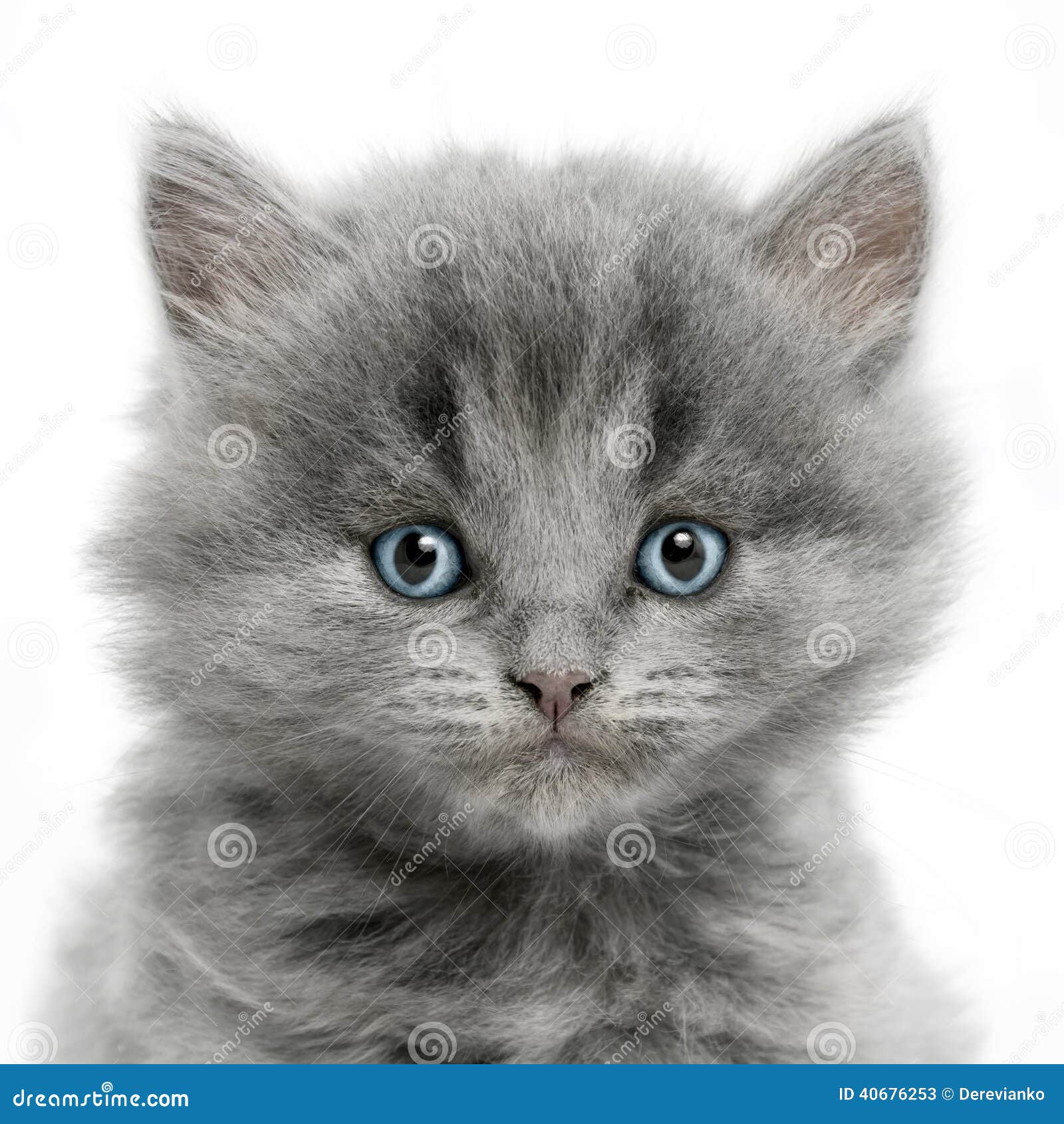 Kitten stock image. Image of animal, beautiful, funny - 40676253