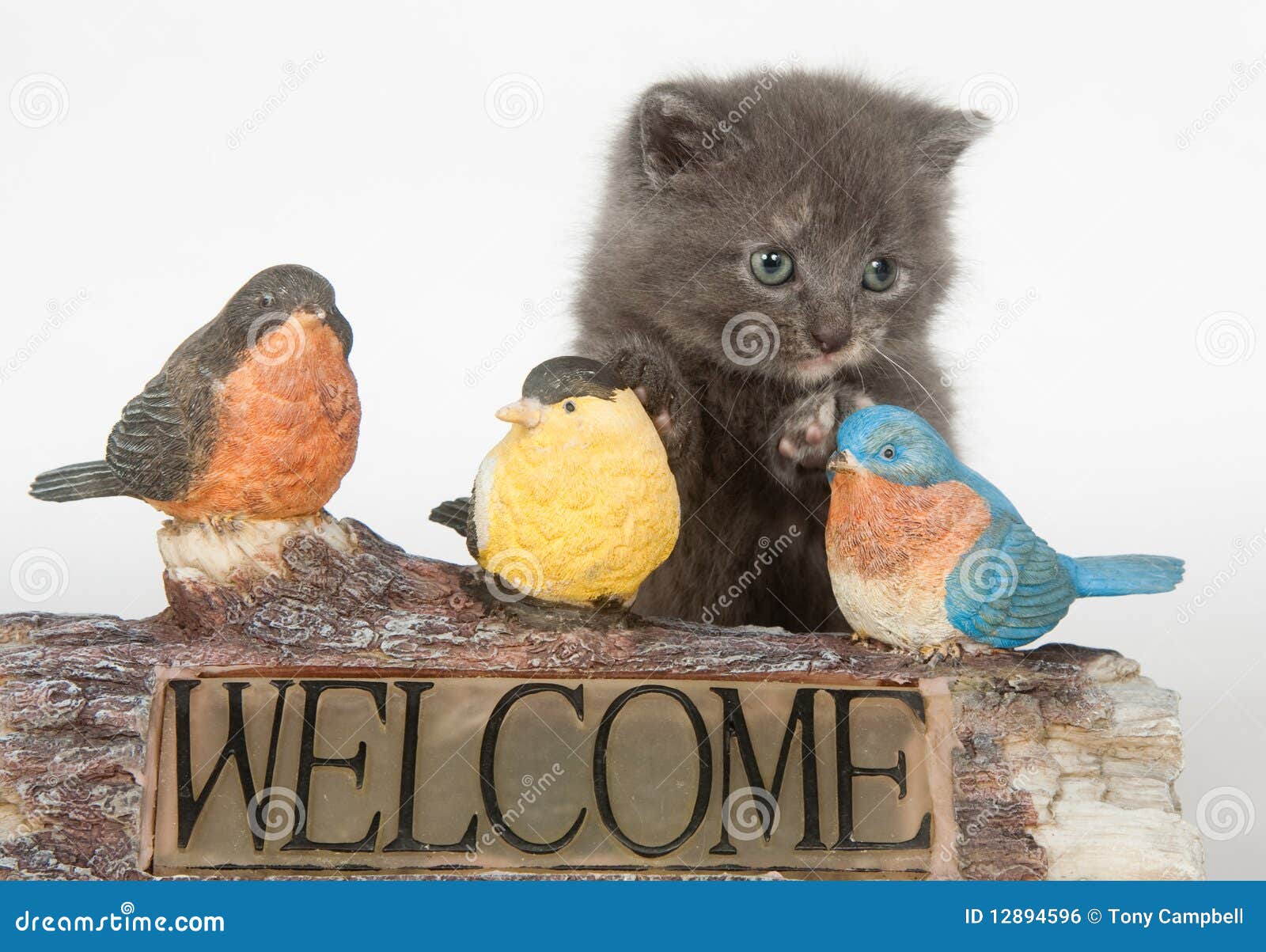 Kitten and Decorative Welcome Sign Stock Photo - Image of adorable ...