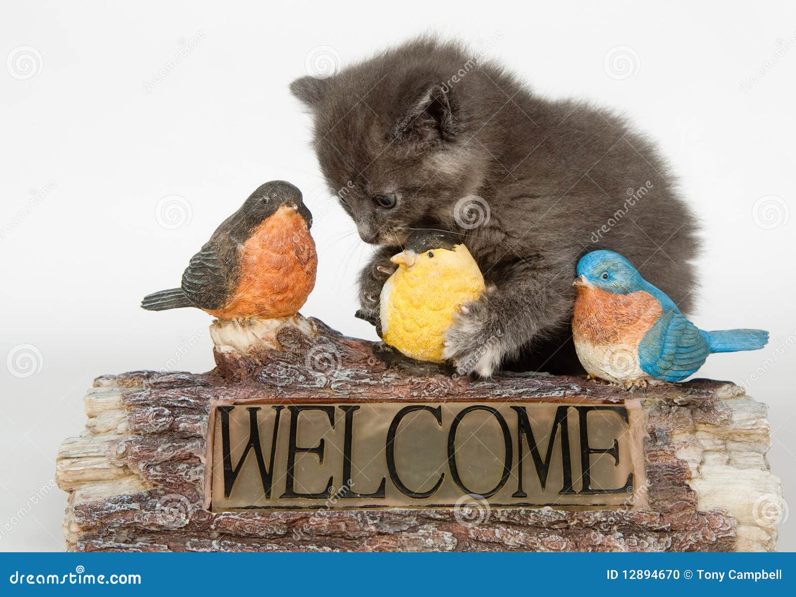 Kitten and Decorative Welcome Sign Stock Photo - Image of investigate ...