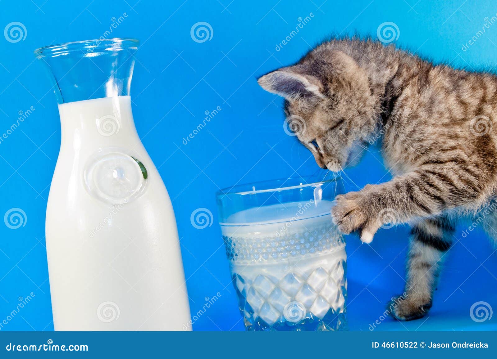 Kitten Drinking Milk stock photo. Image of milk, drinking - 46610522