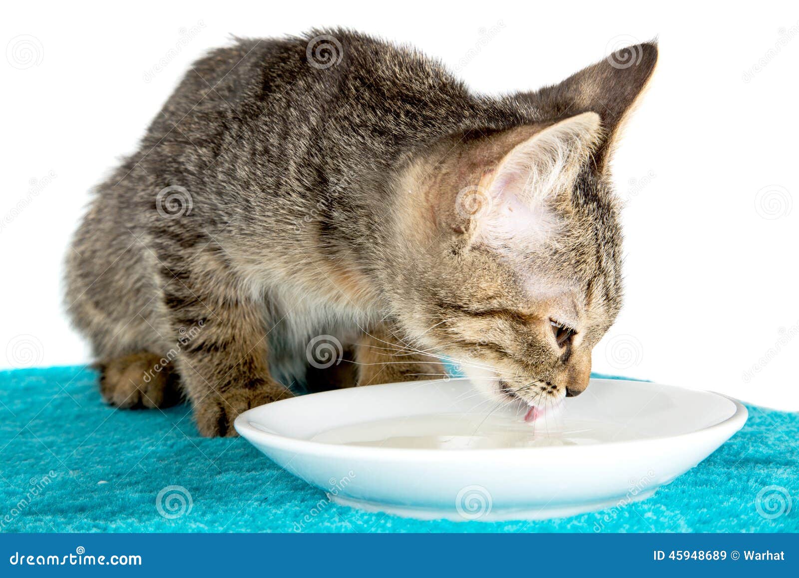 Kitten Drinking Milk Pink Tongue on Blue Soft Surface Stock Image ...