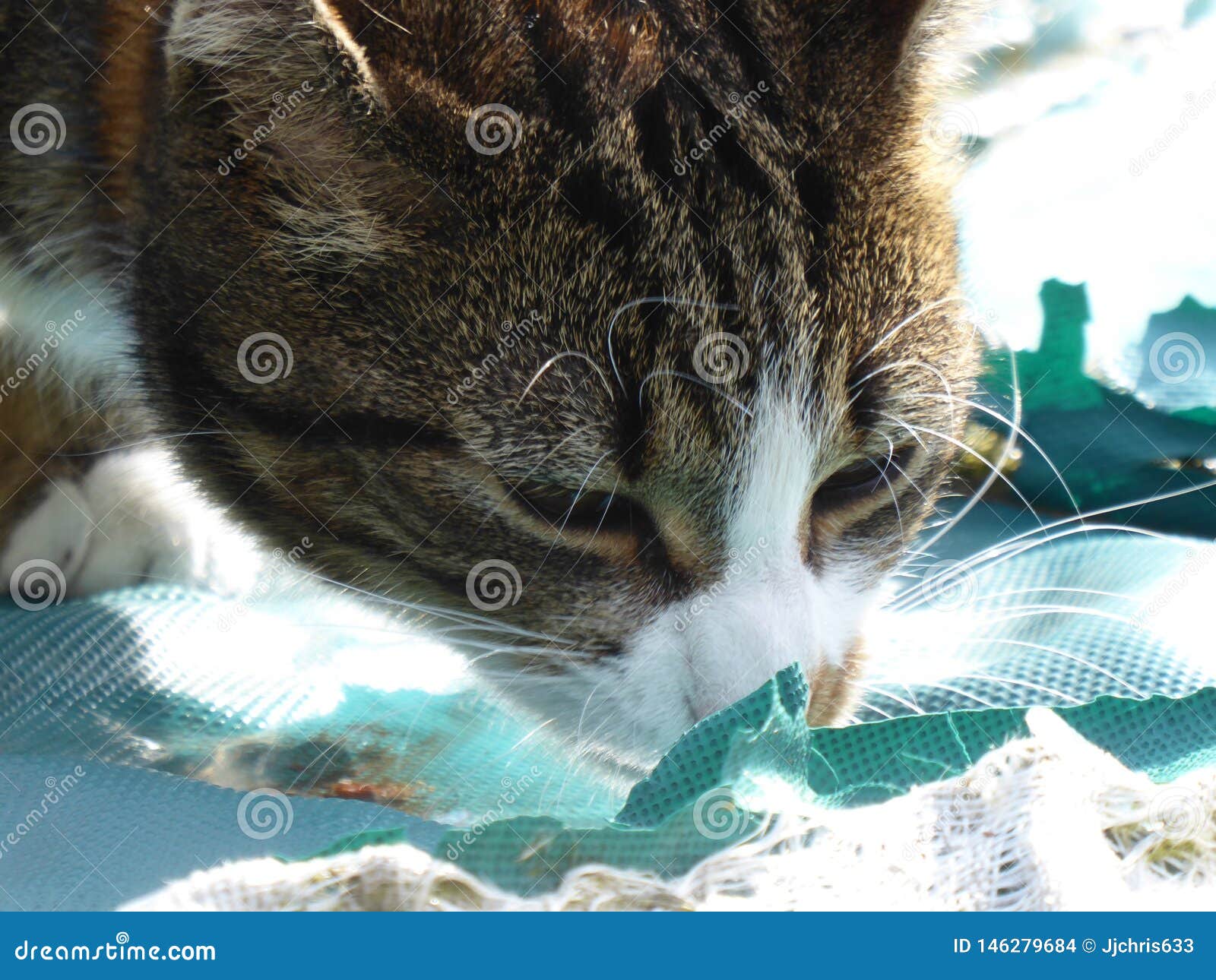Kitten Drinking from Puddle. Stock Photo - Image of broken, kitten ...