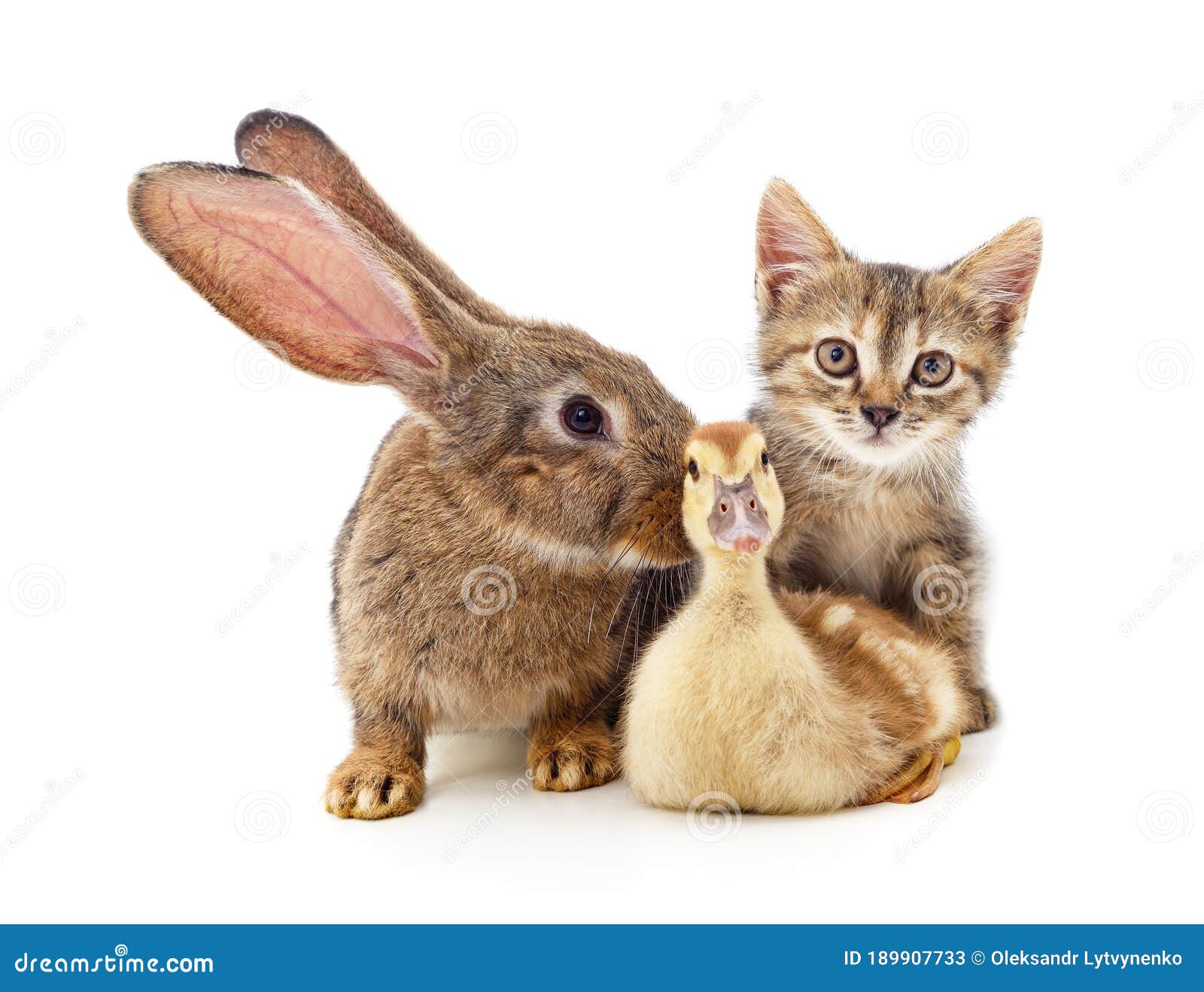 Kitten and Duckling with a Rabbit Stock Image - Image of agriculture ...