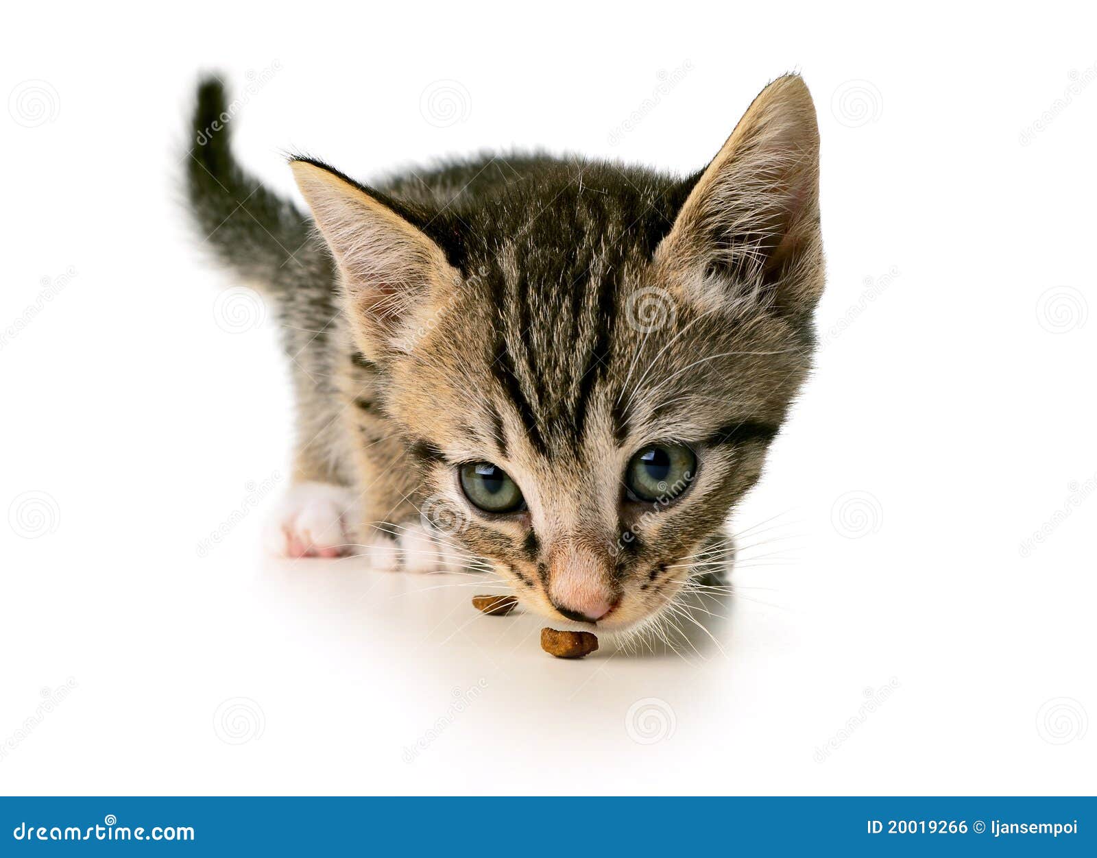 Kitten eating stock photo. Image of background, standing - 20019266