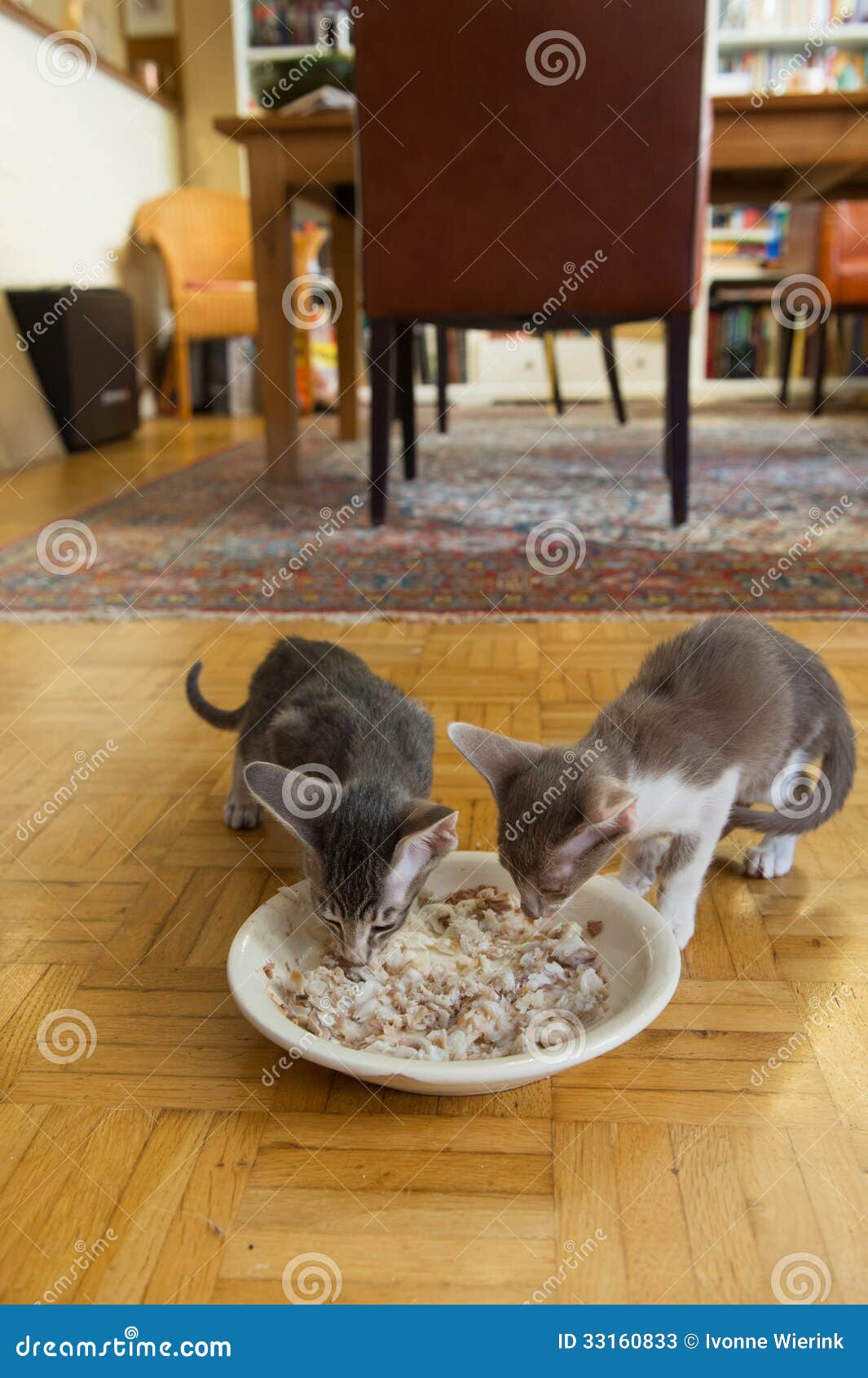 Kitten eating fish stock image. Image of cats, time, breed - 33160833