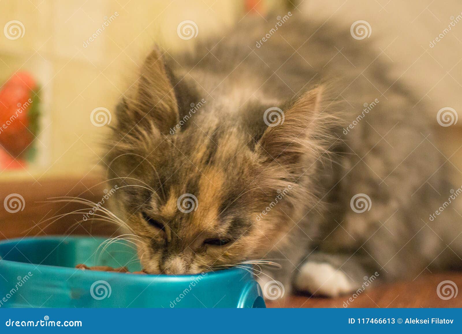 Kitten eating food stock image. Image of delicious, baby - 117466613