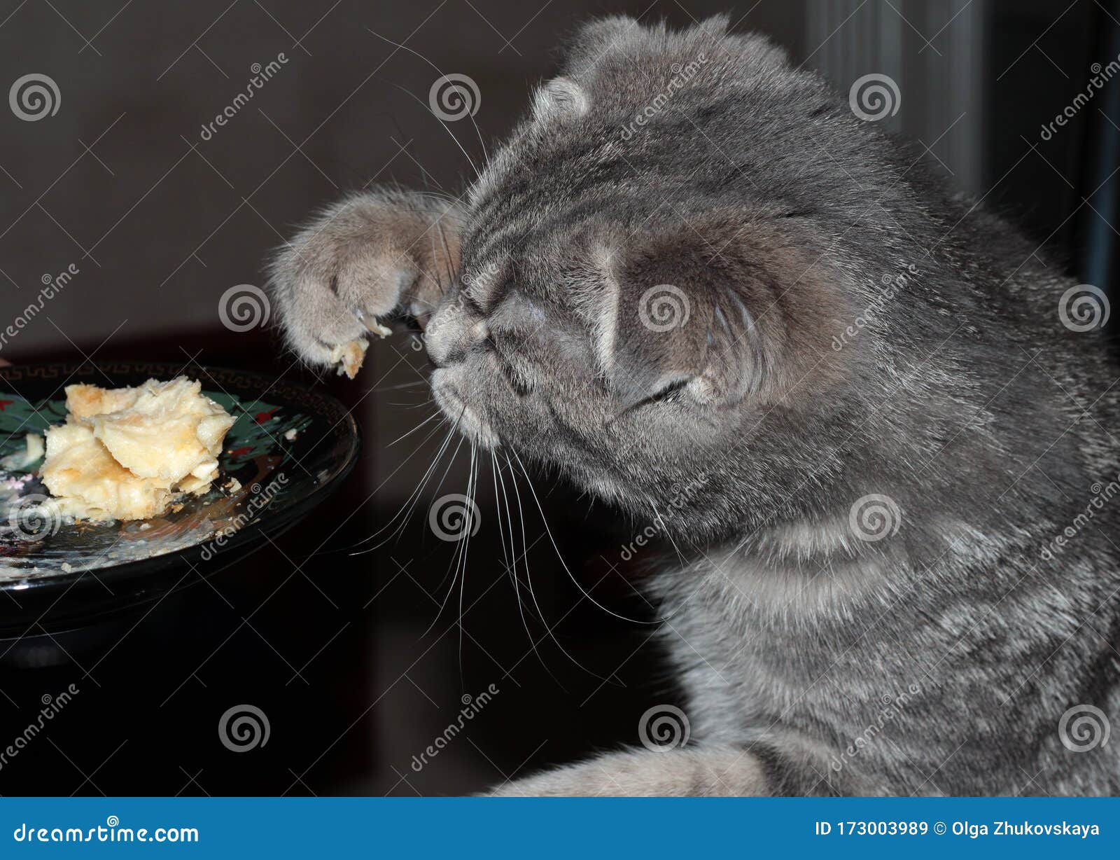 Kitten Eats Cake. the Cat Eats the Sweets Stock Image - Image of cool ...