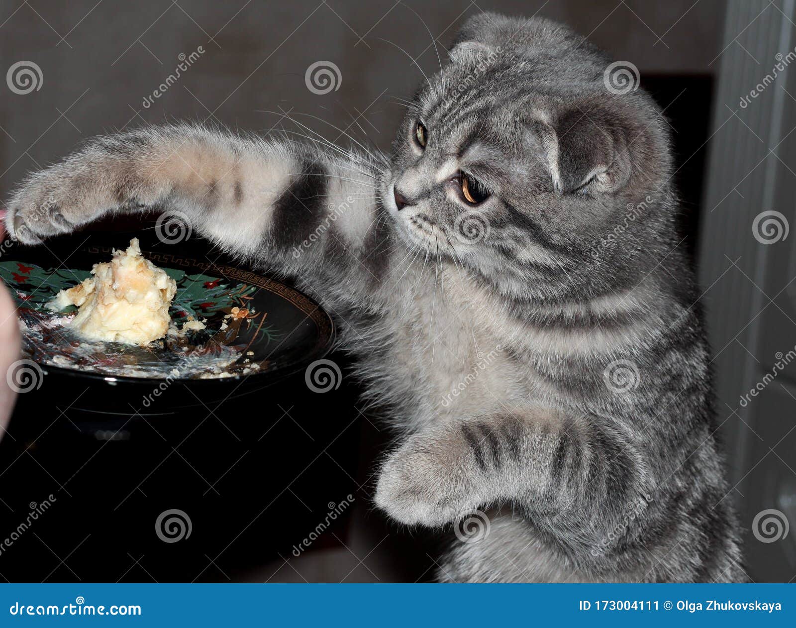 Kitten Eats Cake. the Cat Eats the Sweets Stock Image - Image of cool ...