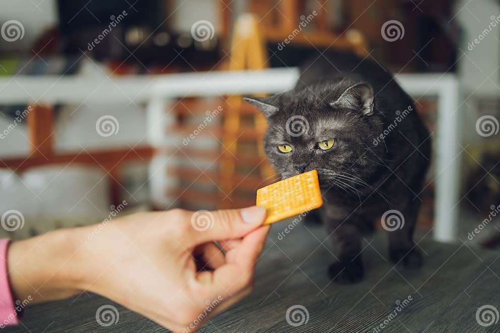 Kitten Eats Cake. the Cat Eats the Sweets. the Blue Kitten. Stock Image ...