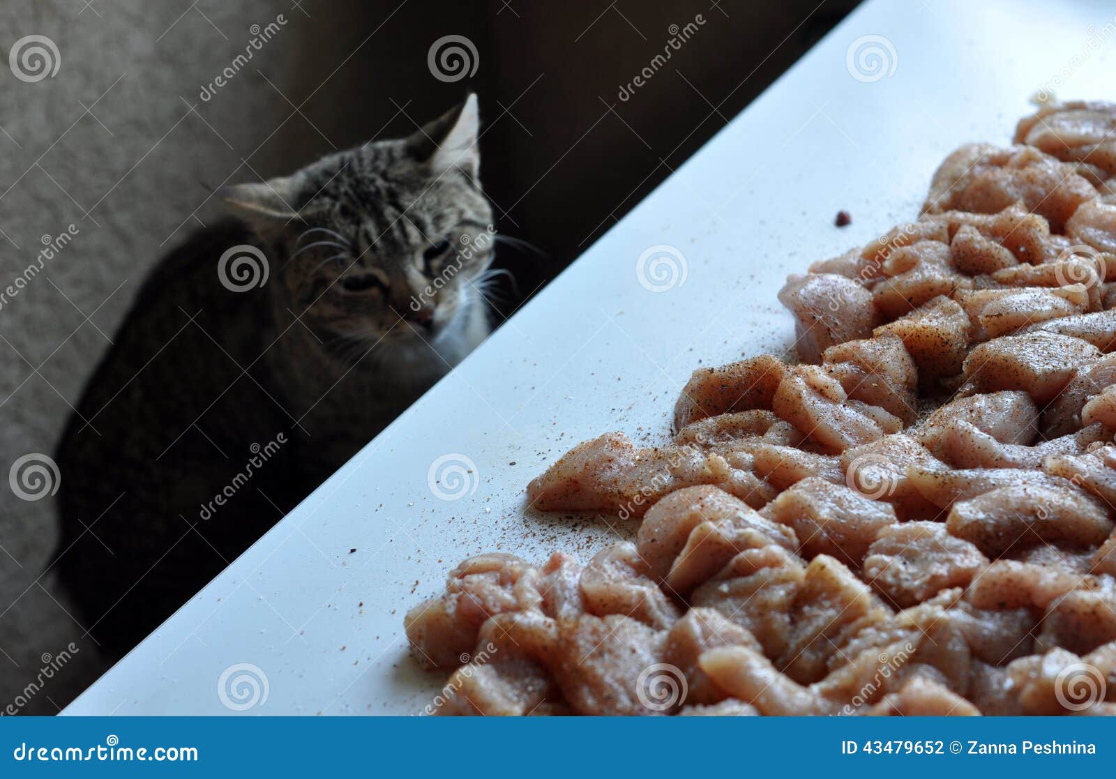 Kitten eats chicken fillet stock photo. Image of foodstuff - 43479652
