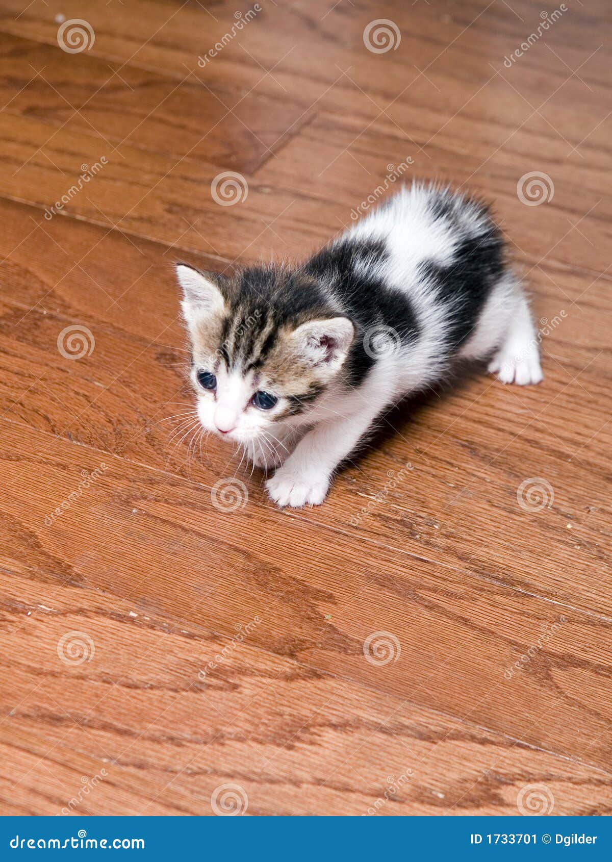 Kitten exploring stock image. Image of tiny, cute, innocent - 1733701