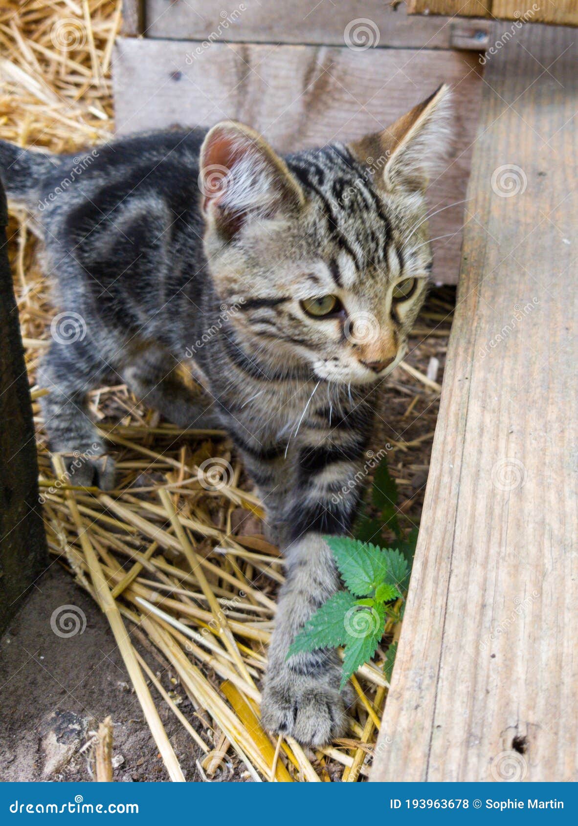 Kitten Exploring New Location Stock Photo - Image of locatio, grass ...
