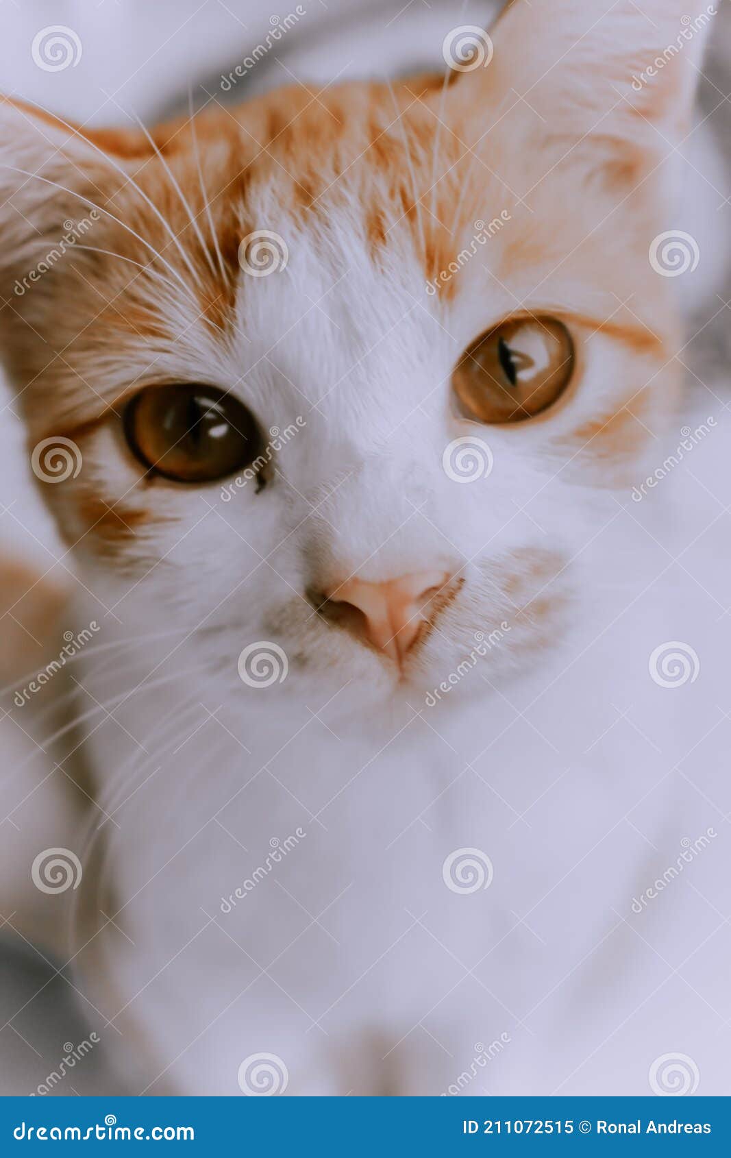 Kitten face cutest stock image. Image of kitten, face - 211072515