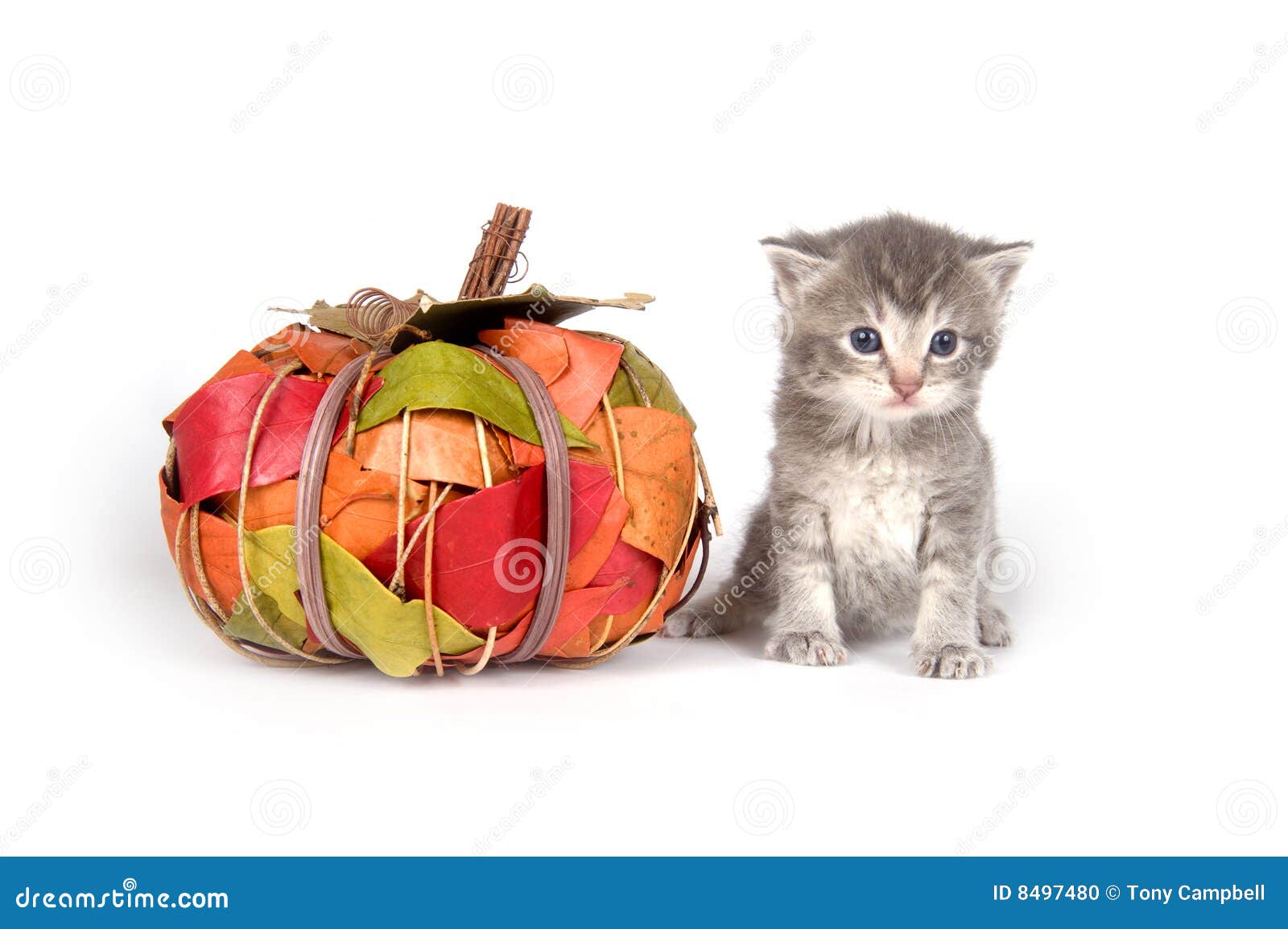 Kitten with Fall Decoration Stock Photo - Image of autumn, animal: 8497480