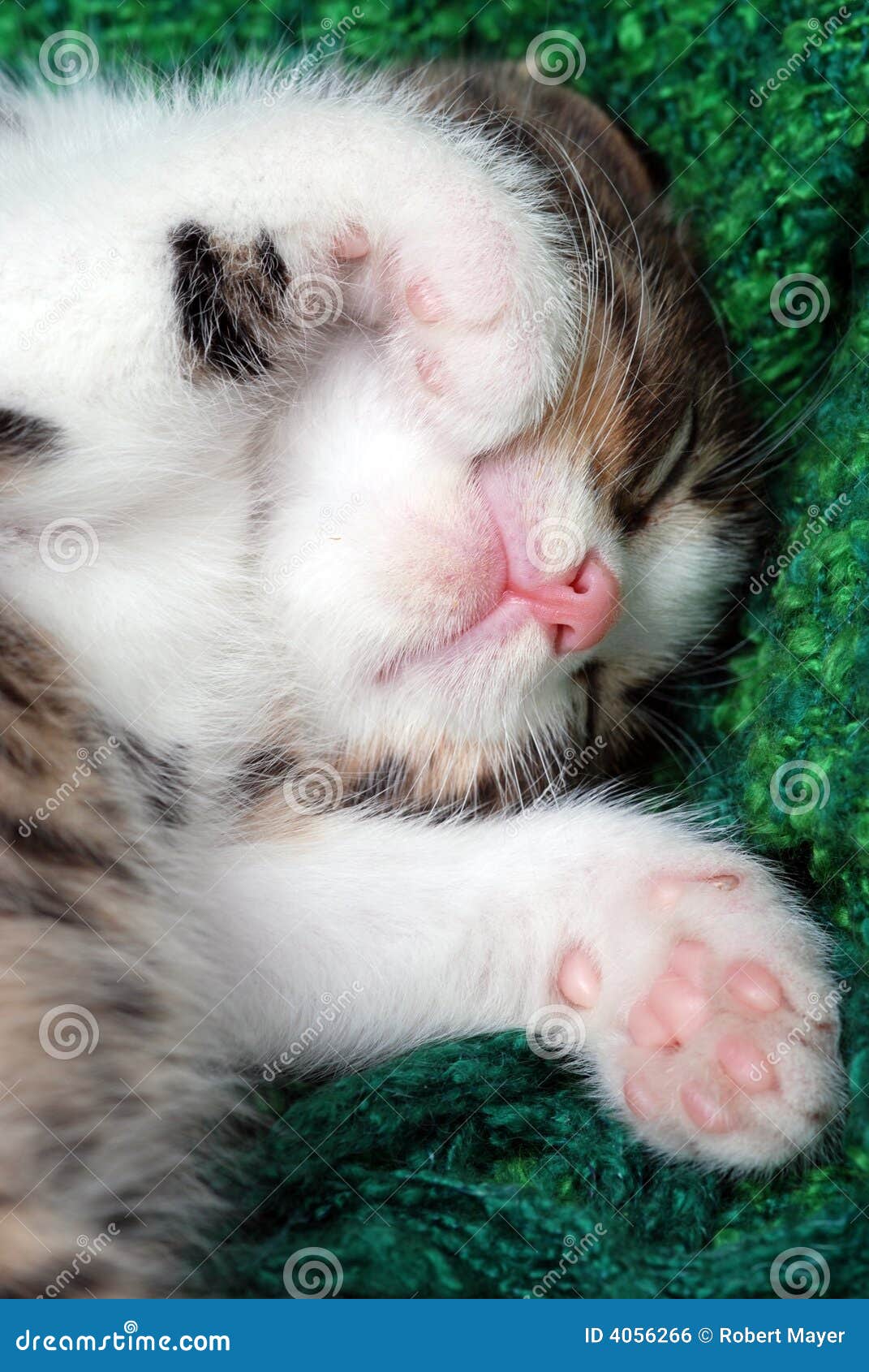 Kitten falling asleep stock photo. Image of tired, baby - 4056266