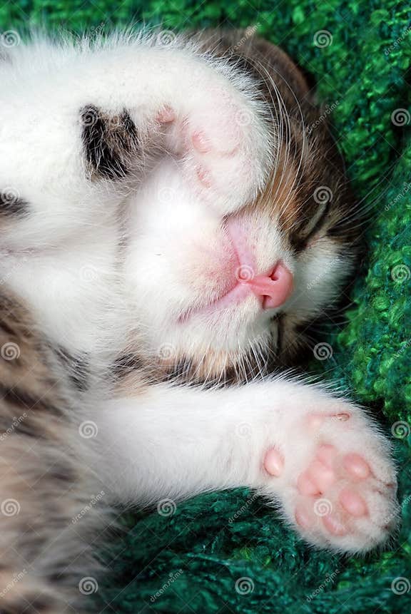 Kitten falling asleep stock photo. Image of tired, baby - 4056266