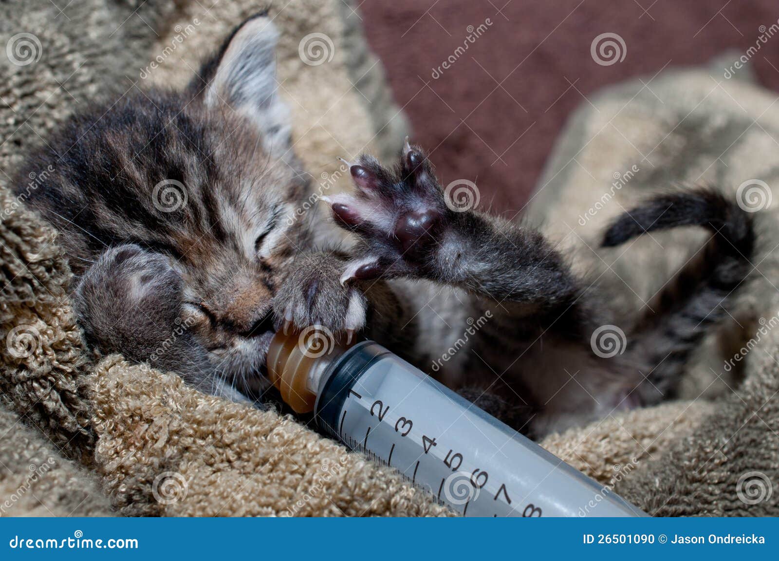 Kitten Falling to Sleep stock photo. Image of fuzzy, funny - 26501090