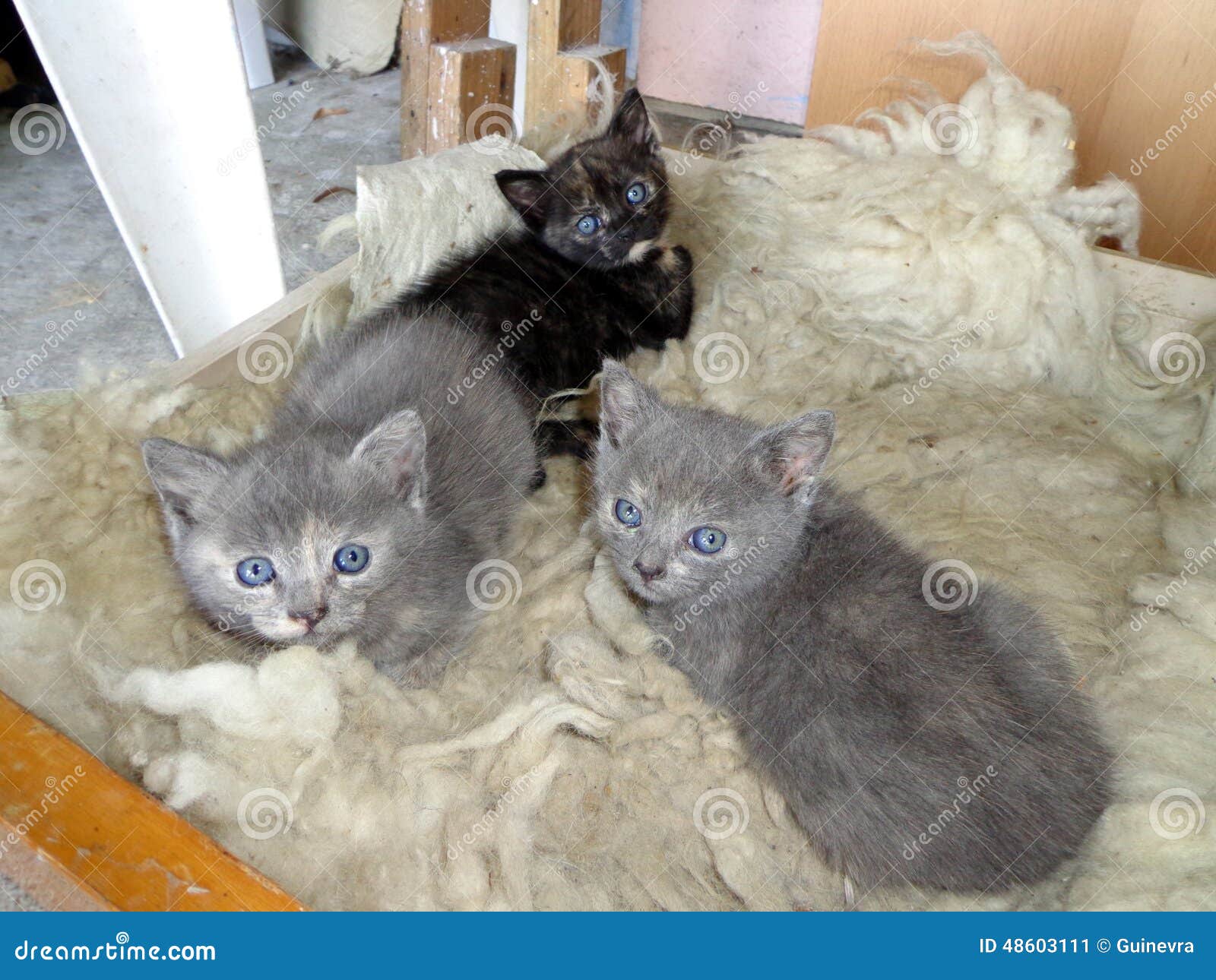 Kitten stock image. Image of kitten, animal, lovely, farm - 48603111
