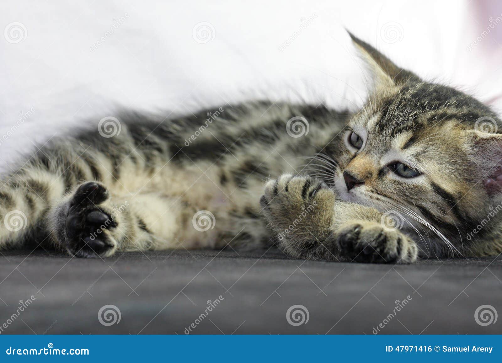 Kitten stock photo. Image of felis, little, small, looking - 47971416