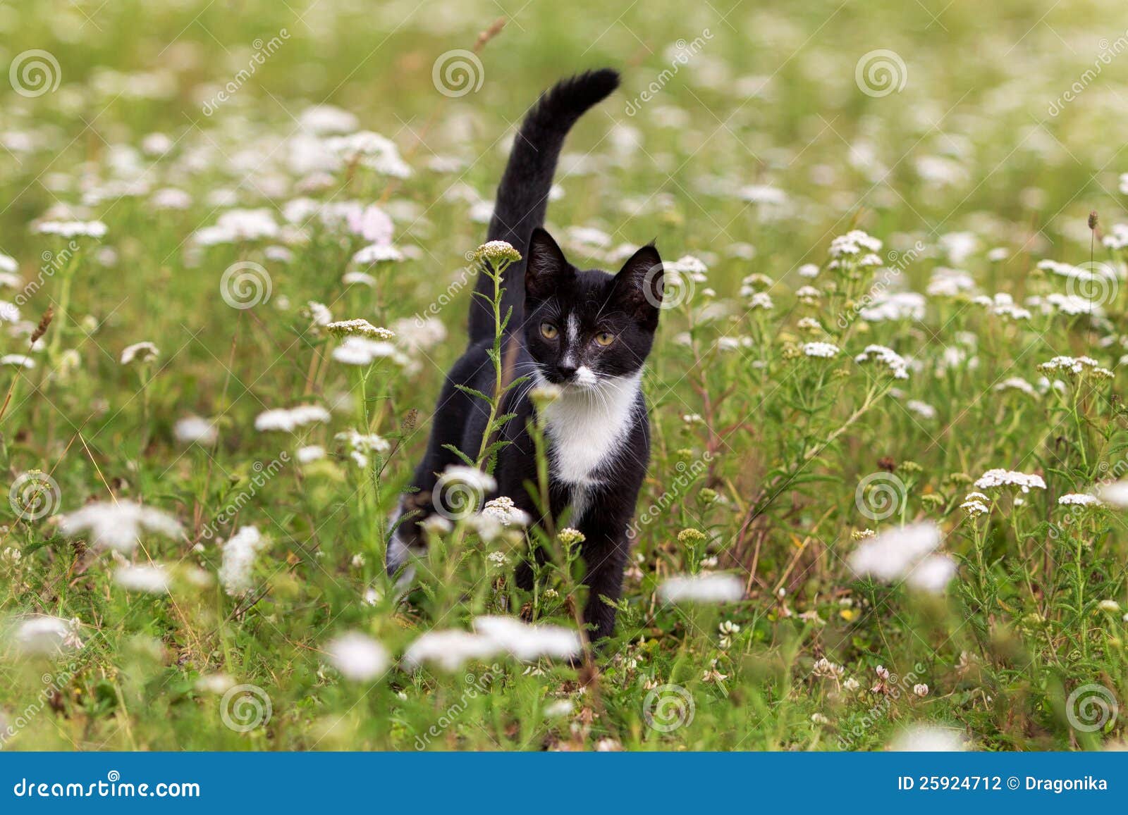 Kitten in field stock photo. Image of hunt, summer, animal - 25924712