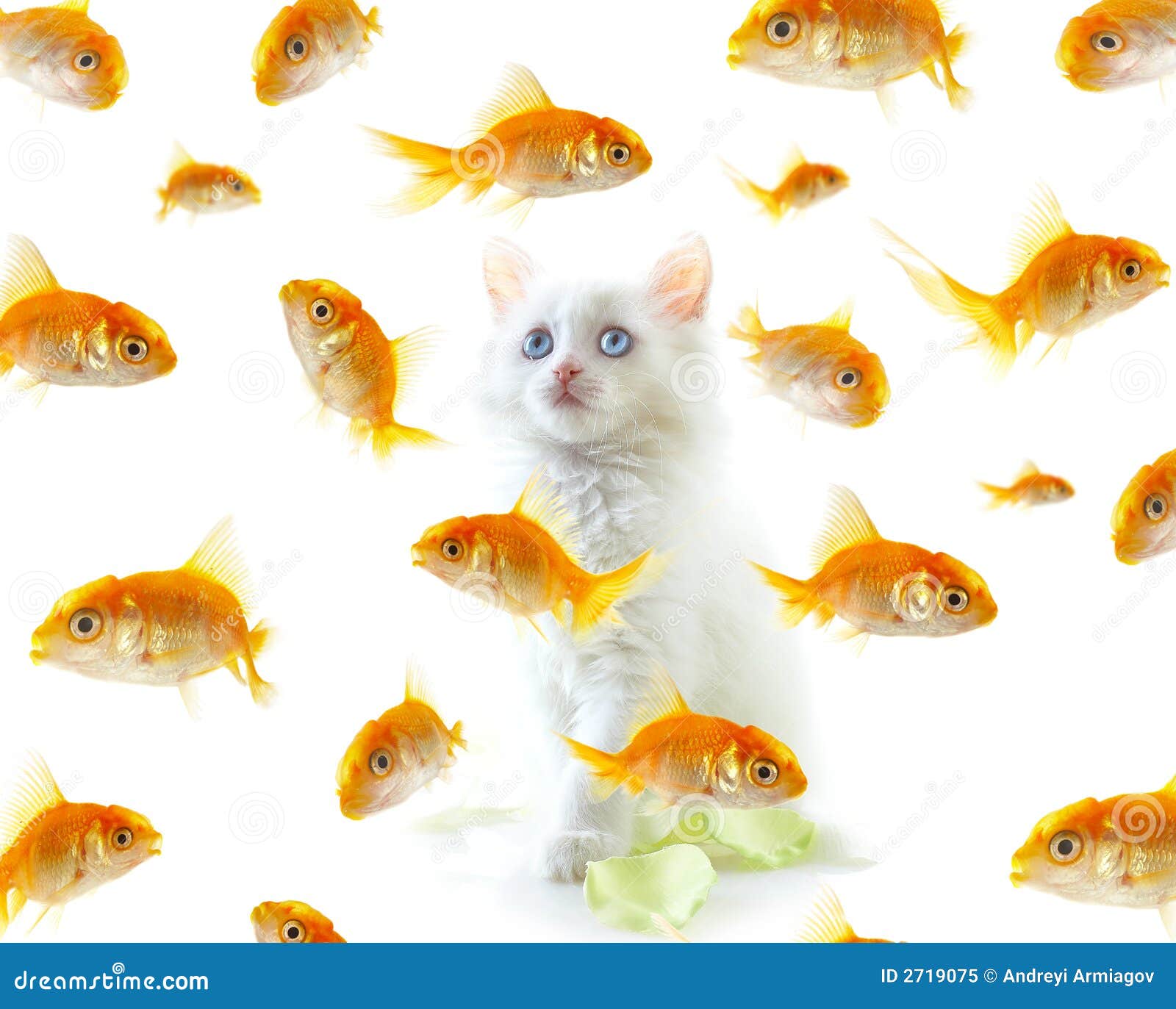 Kitten and fish stock image. Image of isolated, anticipation - 2719075