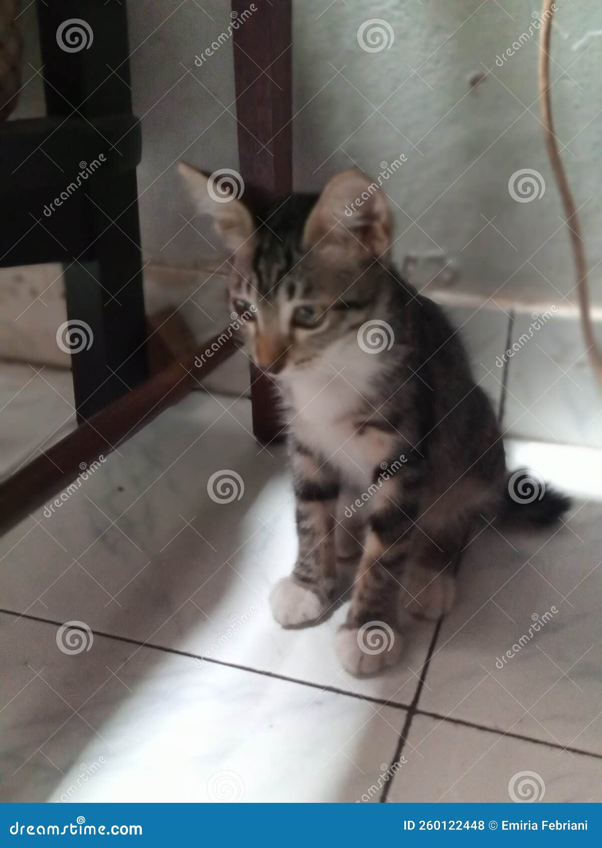 Kitten Flash Shadow Stock Photos - Free & Royalty-Free Stock Photos ...