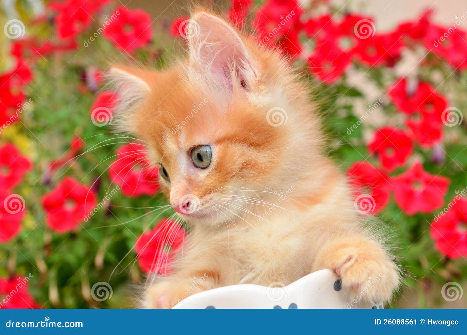 Kitten and flower stock image. Image of park, spring - 26088561
