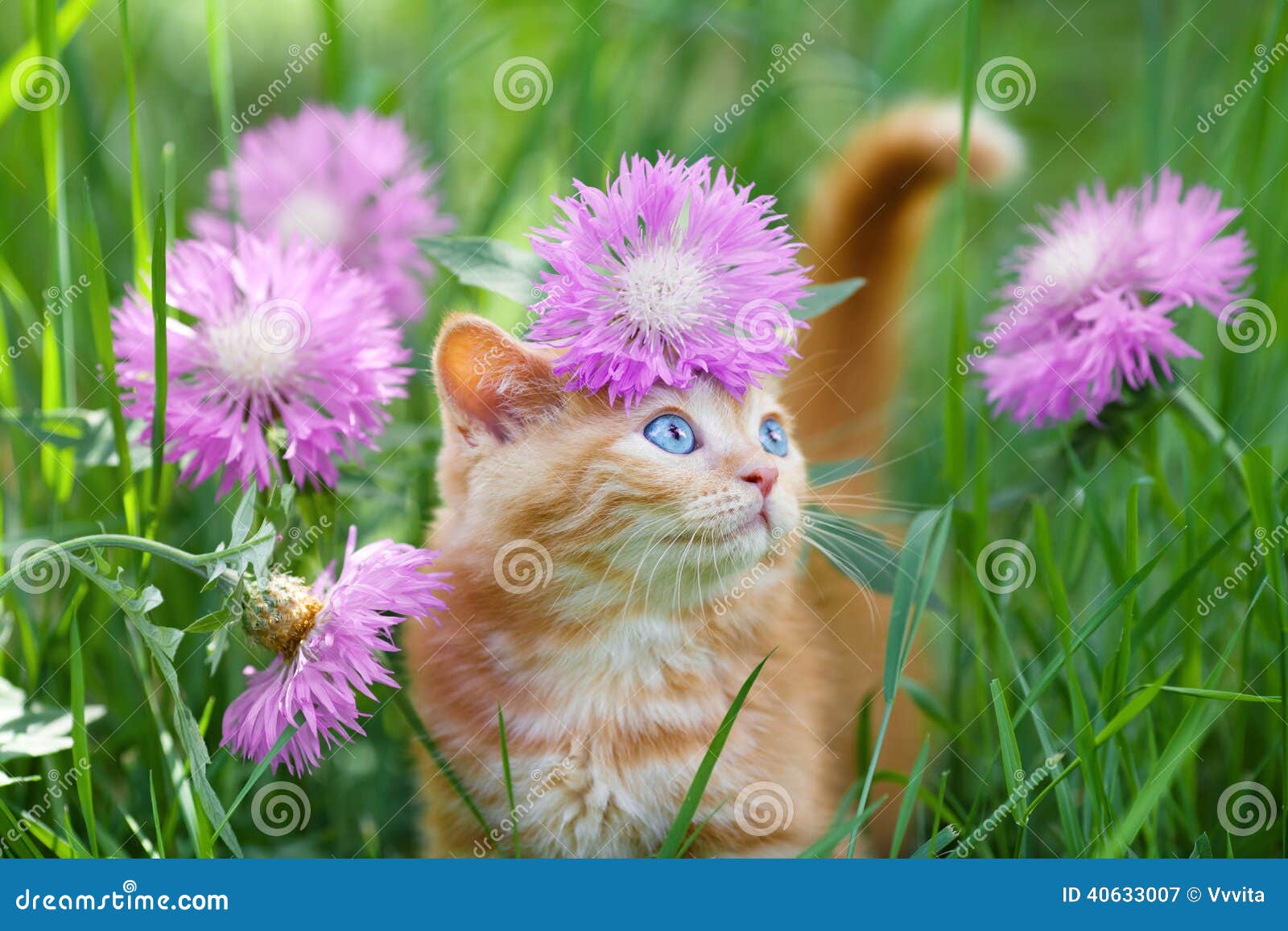 Kitten in flower meadow stock image. Image of little - 40633007