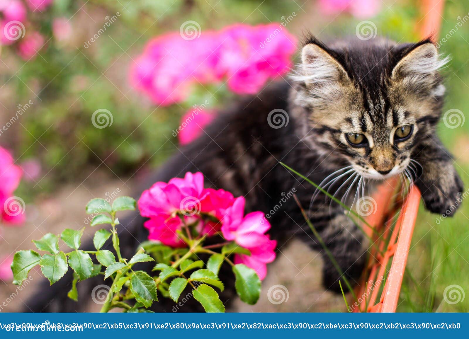 Kitten and flower stock image. Image of baby, kitty, vitality - 83596161