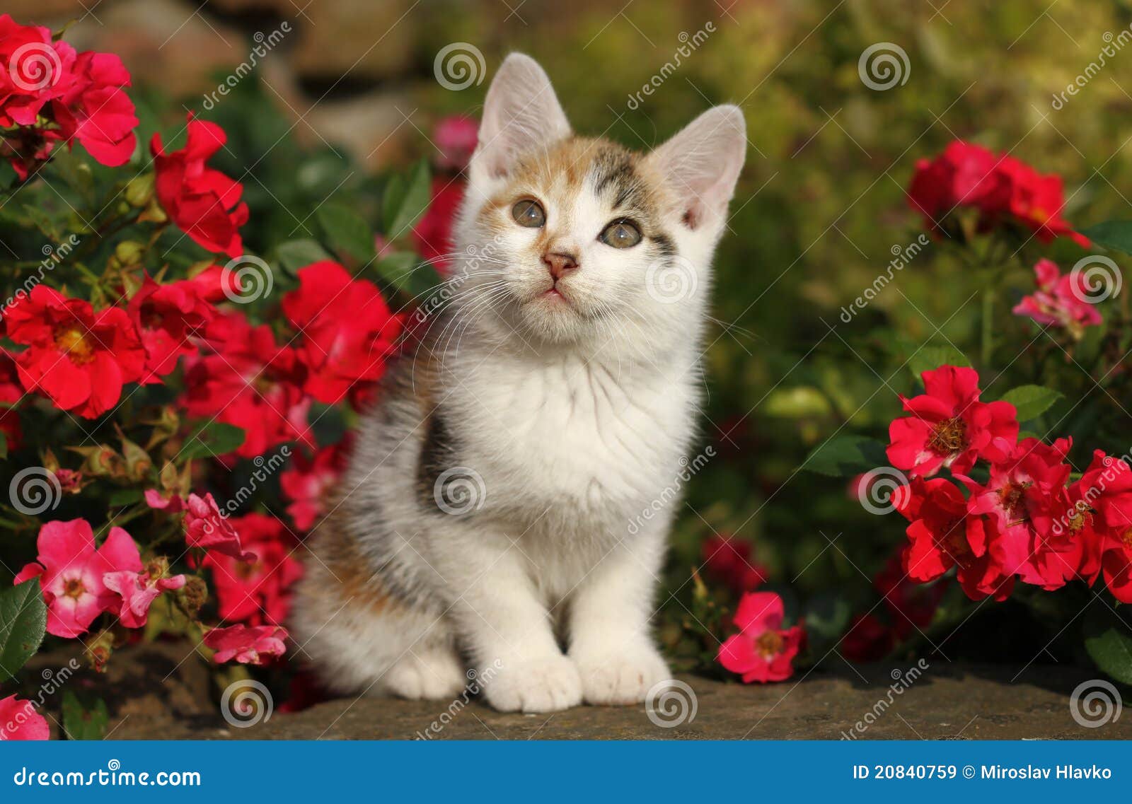Kitten in flowers stock image. Image of mammal, kitty - 20840759