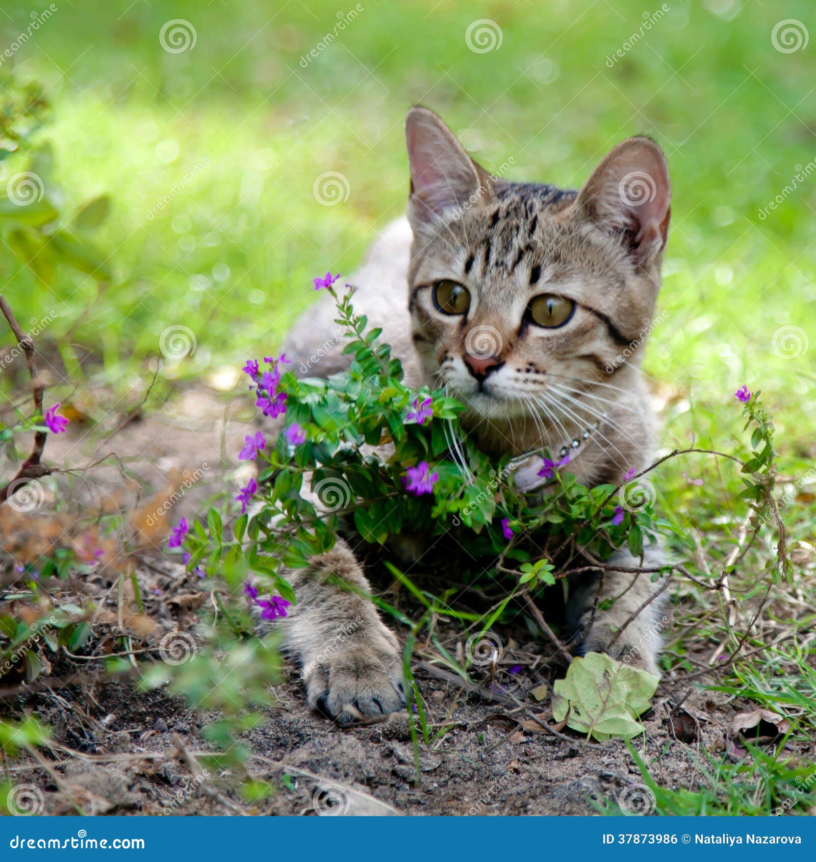 Kitten with flowers stock photo. Image of small, outdoors - 37873986