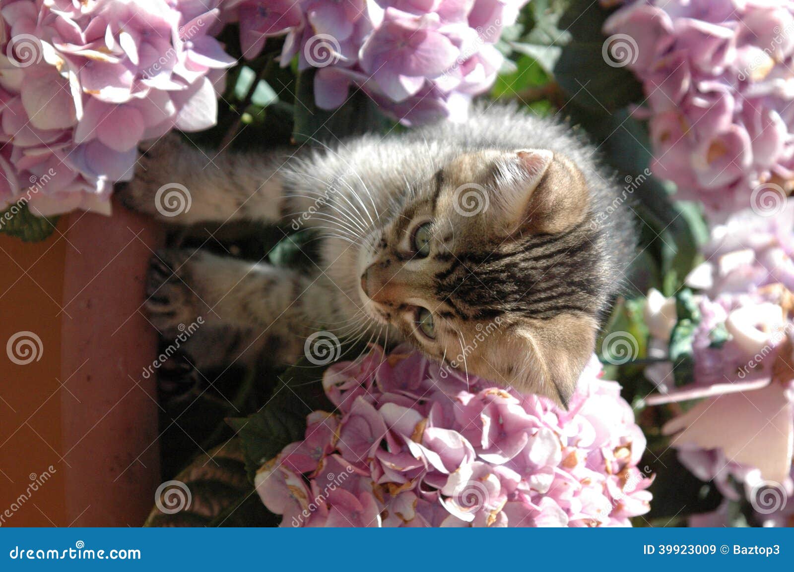 Kitten in flowers stock image. Image of vertical, perky - 39923009
