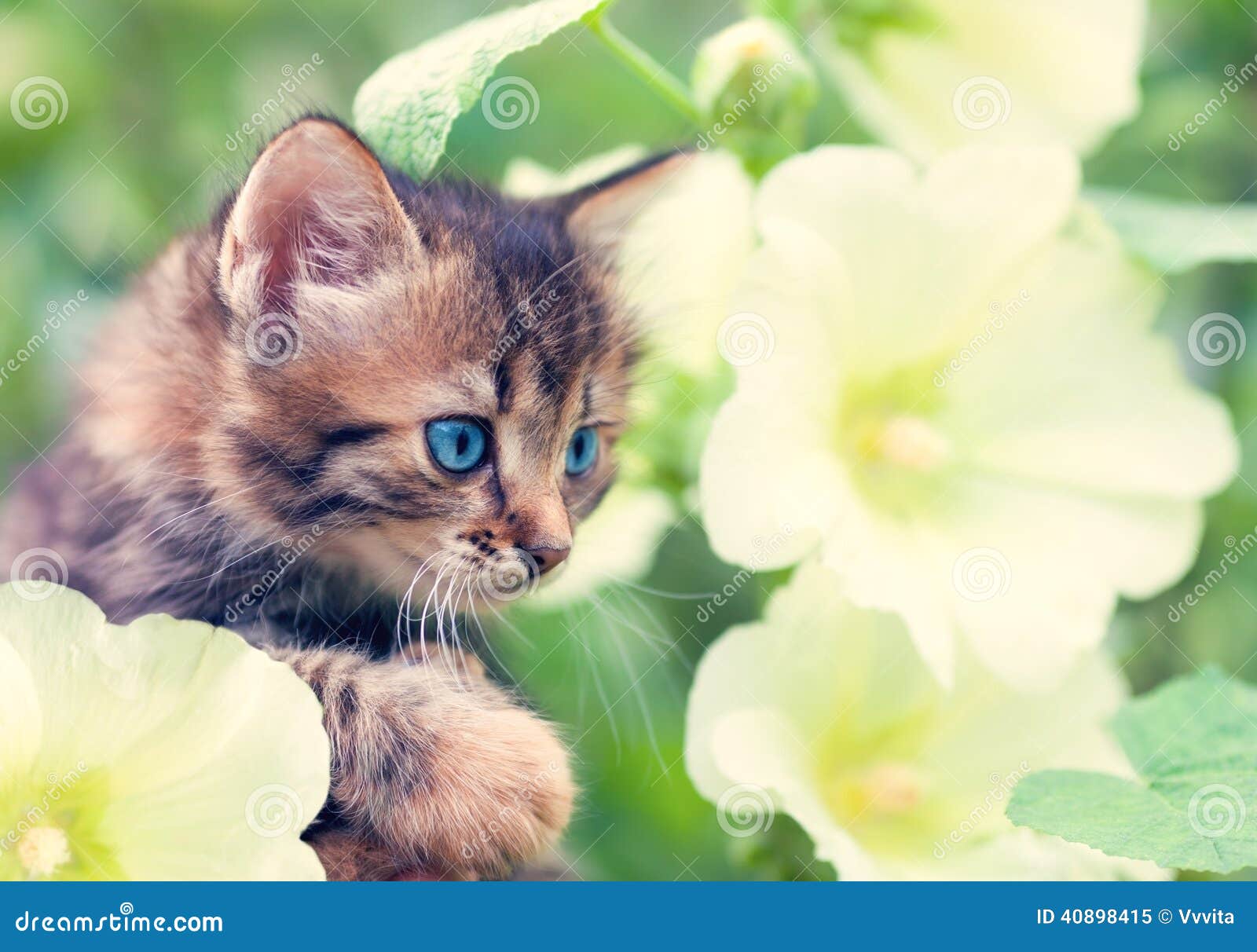 Kitten in flowers stock image. Image of outdoor, kitty - 40898415