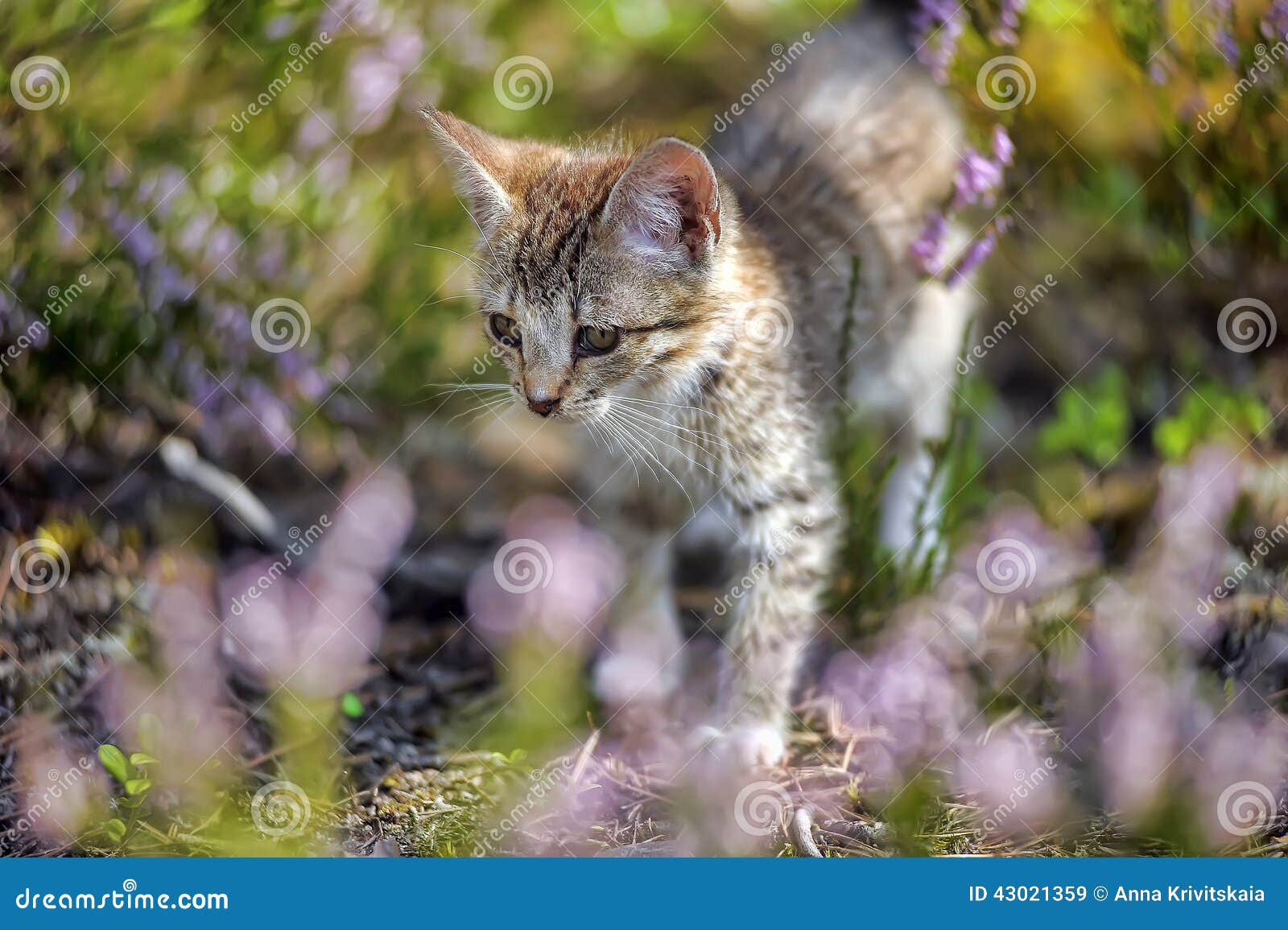 Kitten in the forest stock image. Image of animal, field - 43021359