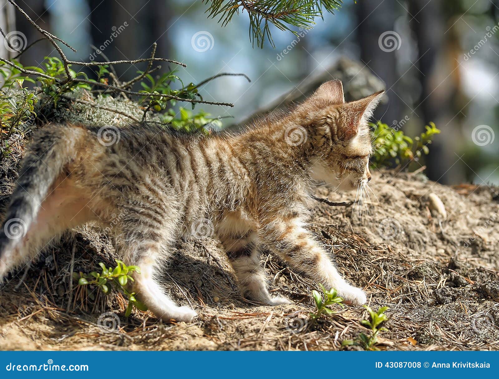 Kitten in the forest stock photo. Image of home, cute - 43087008