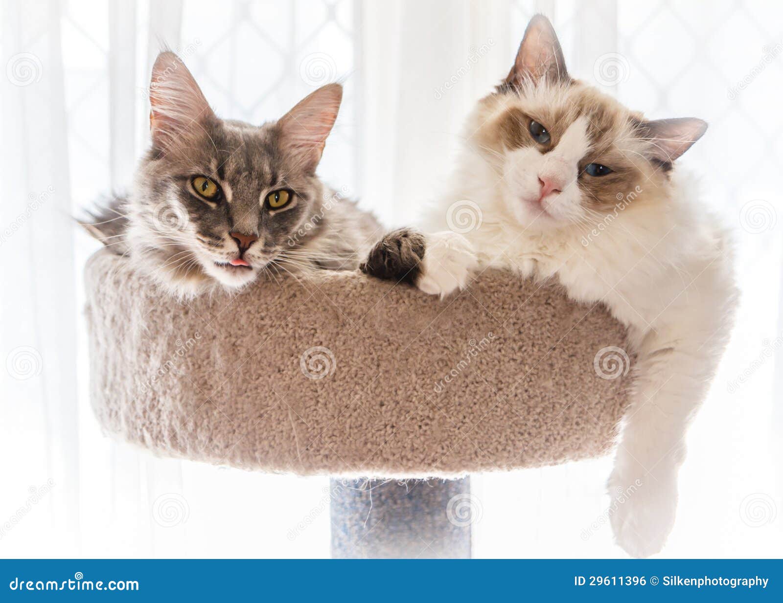 Kitten friends stock photo. Image of tabby, couple, domestic - 29611396