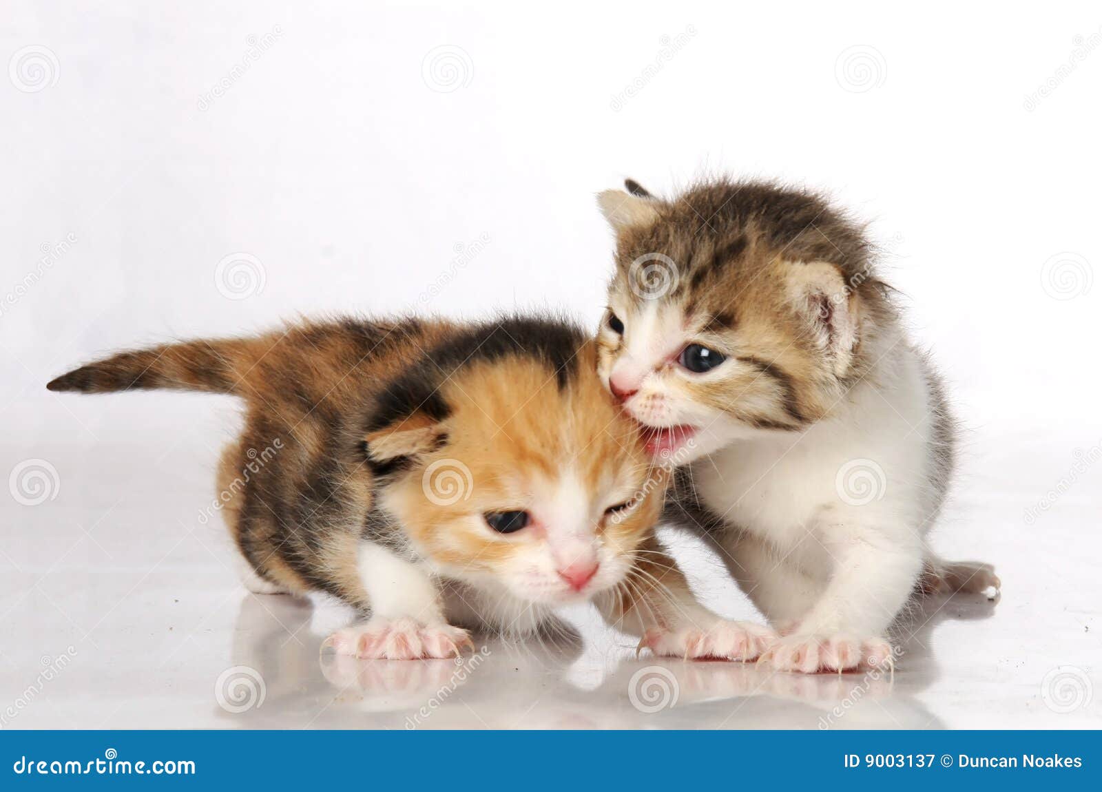 Kitten Friends stock image. Image of claws, hide, cats - 9003137