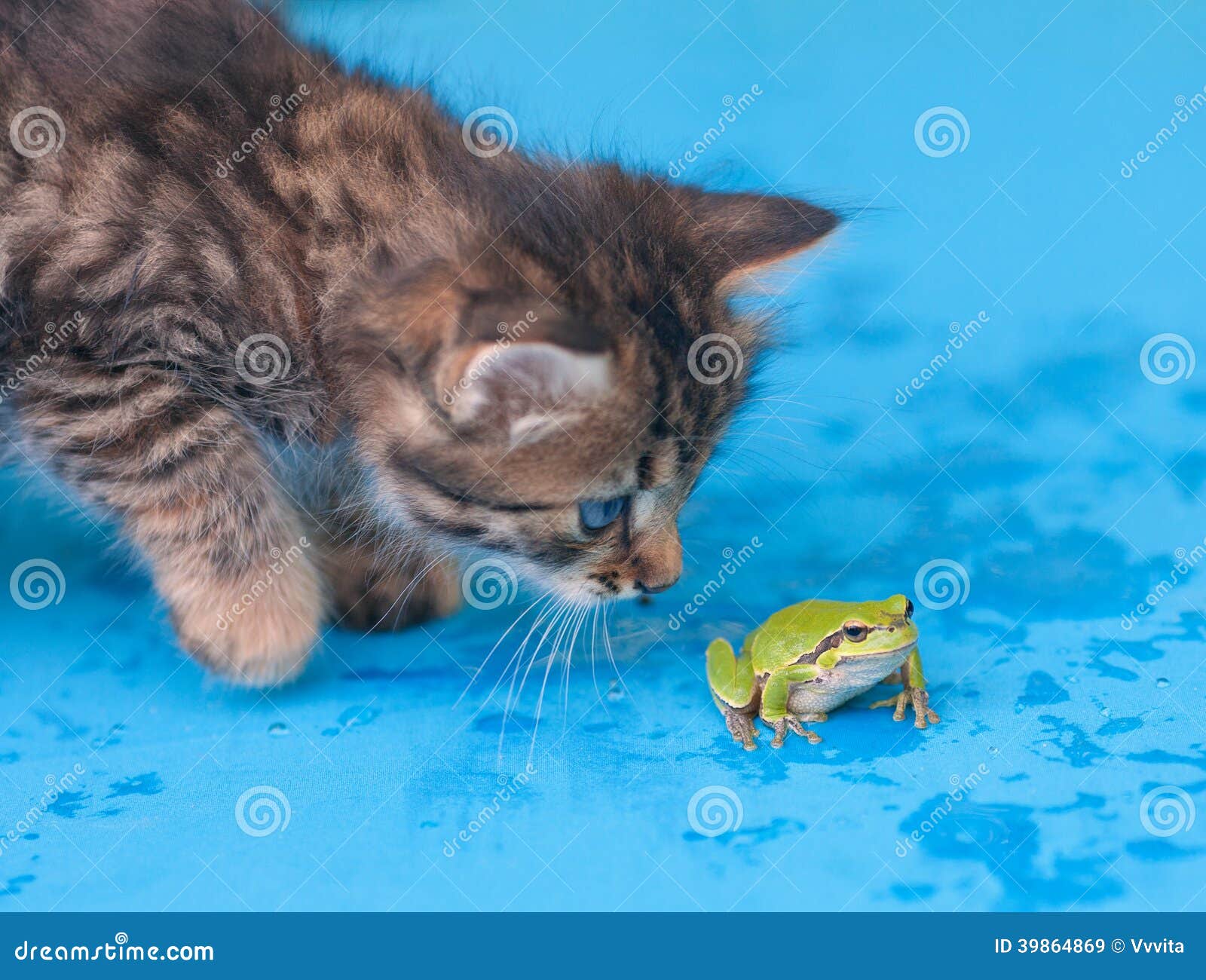 Kitten and frog stock image. Image of outdoor, couple - 39864869