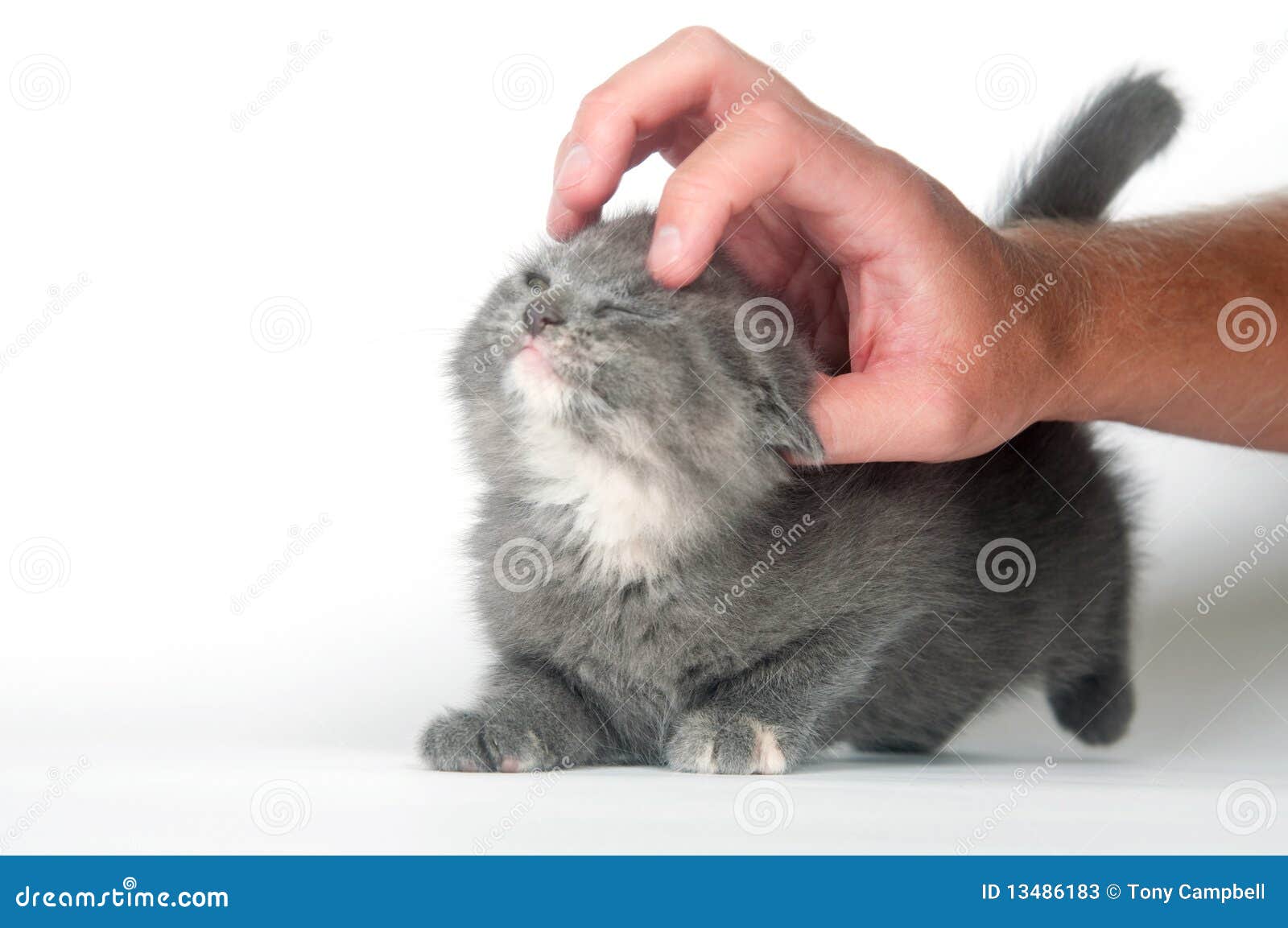 Kitten Getting Scratched and Petted Stock Image - Image of scratch ...